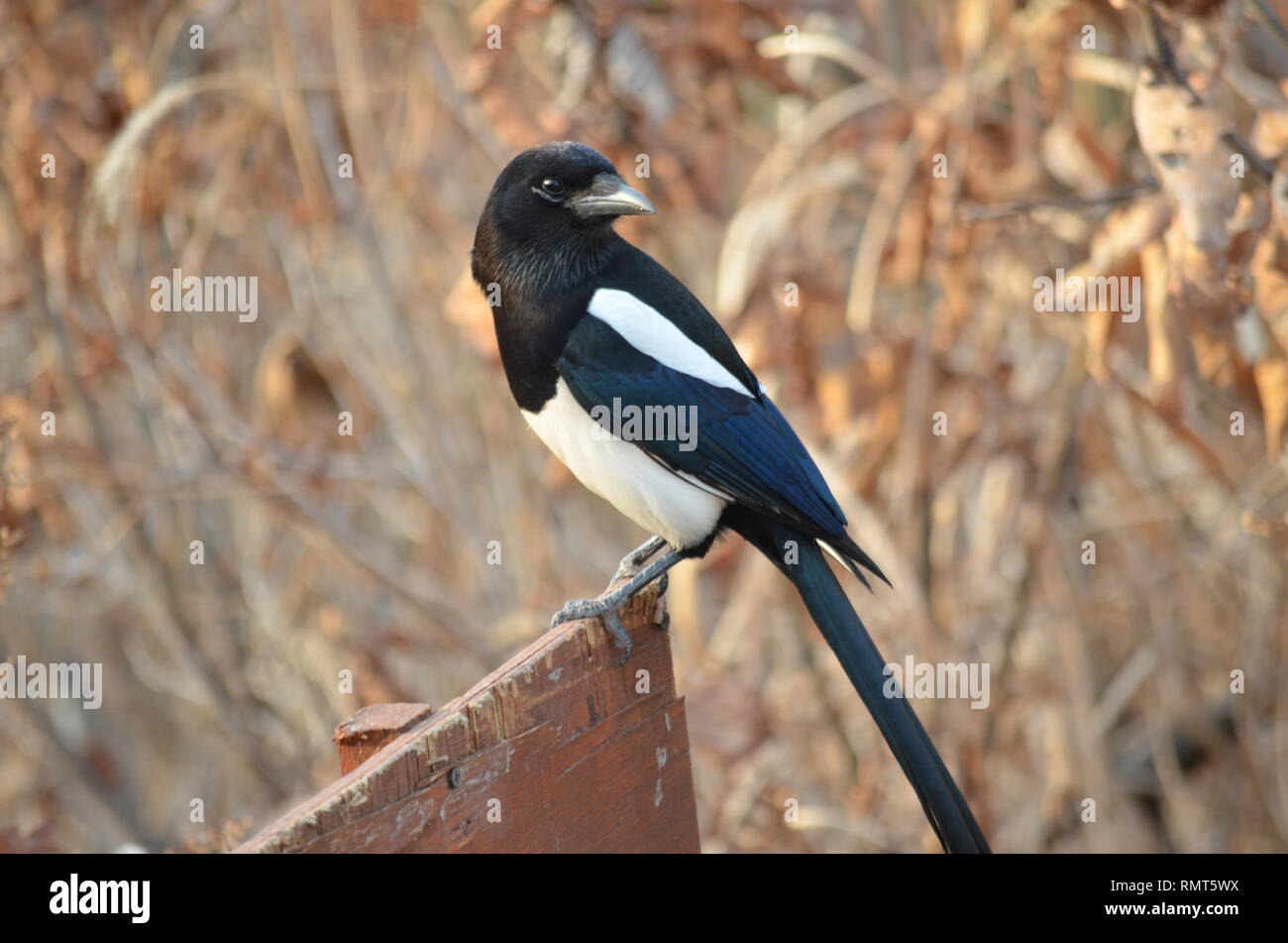 EURASIAN COMMON MAGPIE PICA PICA BIRD Stock Photo - Alamy