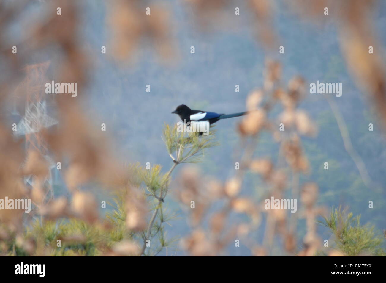 EURASIAN COMMON MAGPIE PICA PICA BIRD Stock Photo - Alamy