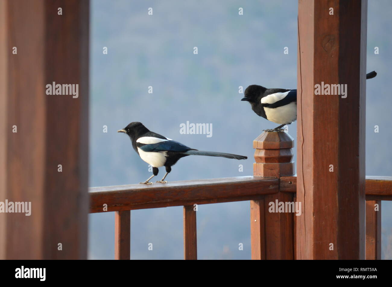 EURASIAN COMMON MAGPIE PICA PICA BIRD Stock Photo - Alamy