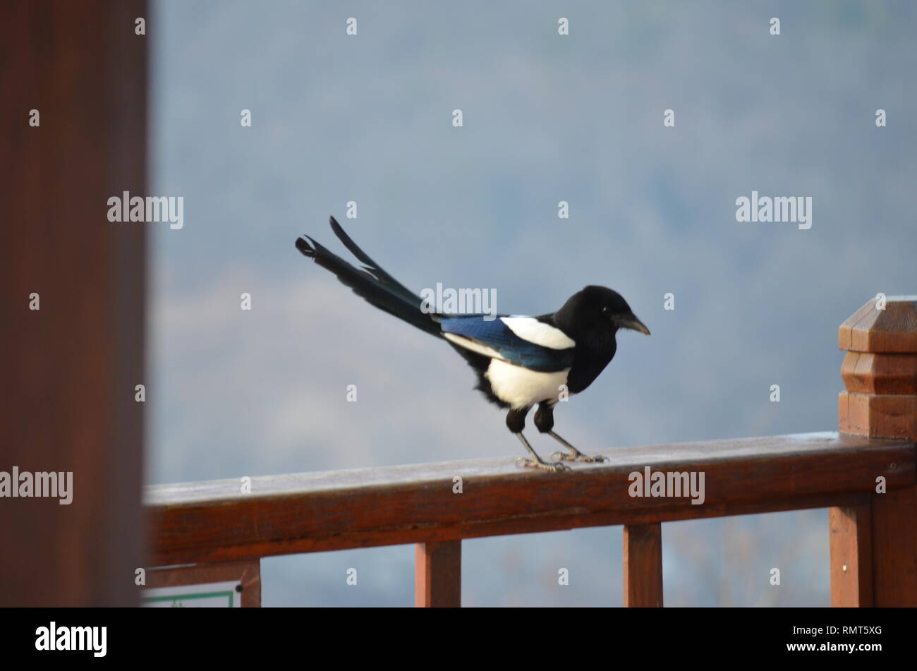 EURASIAN COMMON MAGPIE PICA PICA BIRD Stock Photo - Alamy