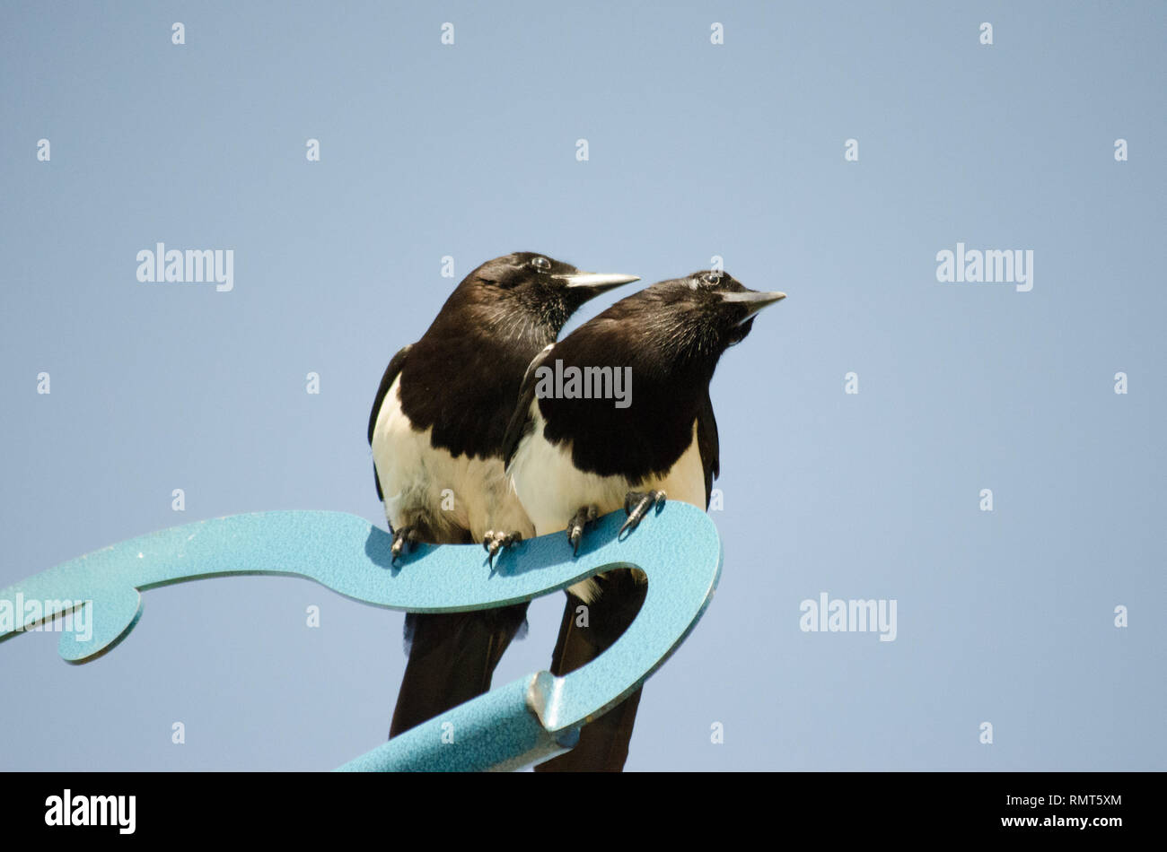 TWO TWIN EURASIAN COMMON MAGPIE PICA PICA BIRD LOOKING Stock Photo - Alamy