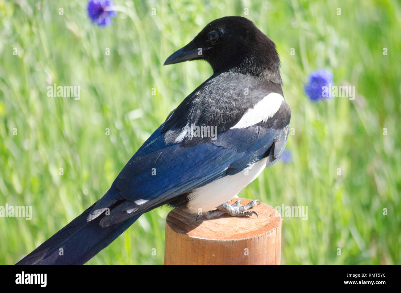 EURASIAN COMMON MAGPIE PICA PICA BIRD Stock Photo - Alamy