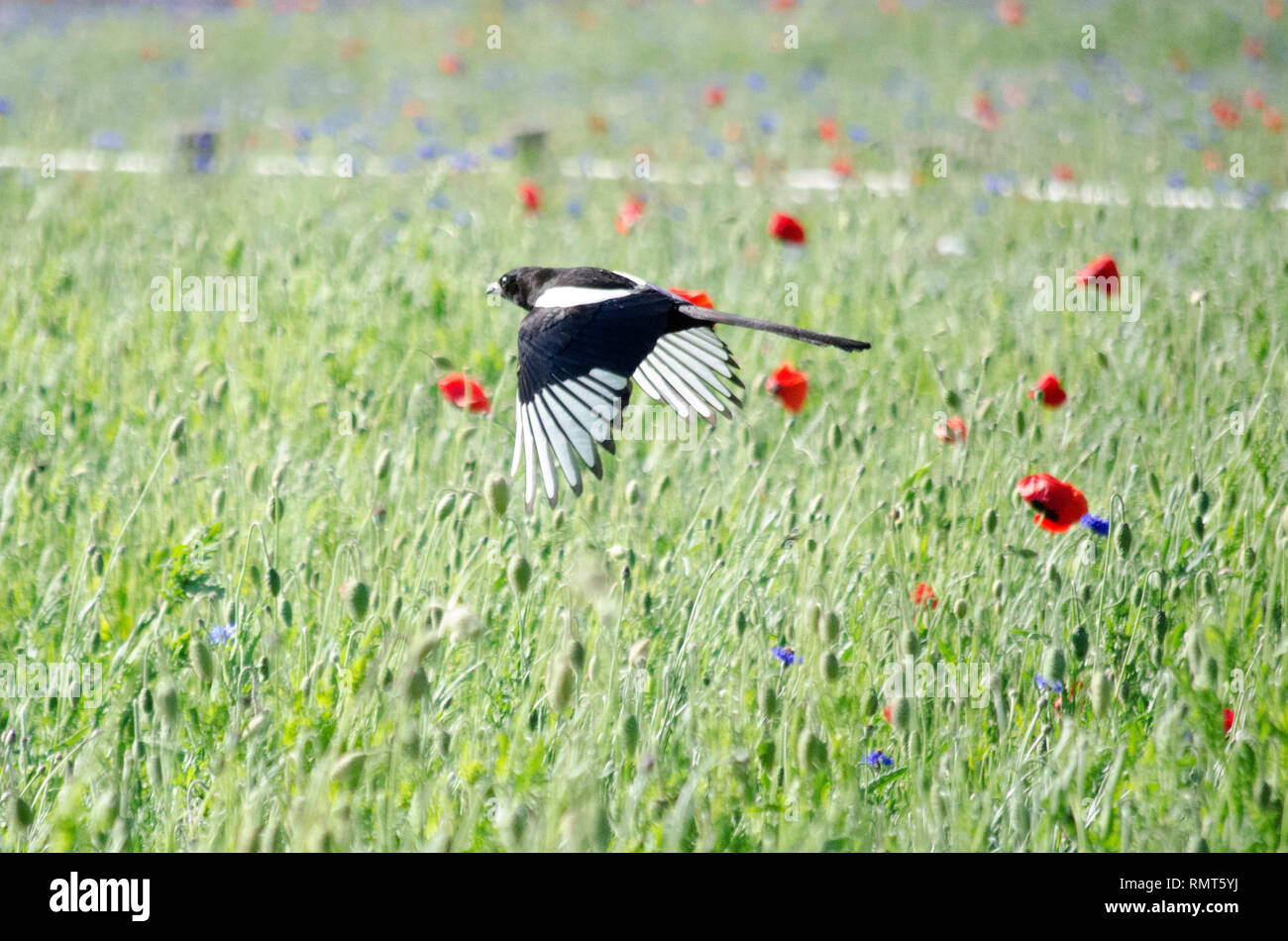EURASIAN COMMON MAGPIE PICA PICA BIRD FLYING SOARING AMONG TREES IN ...