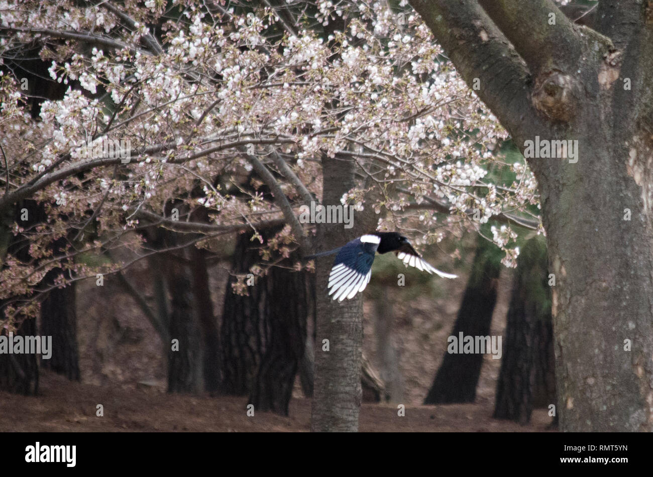 EURASIAN COMMON MAGPIE PICA PICA BIRD FLYING SOARING AMONG TREES IN ...