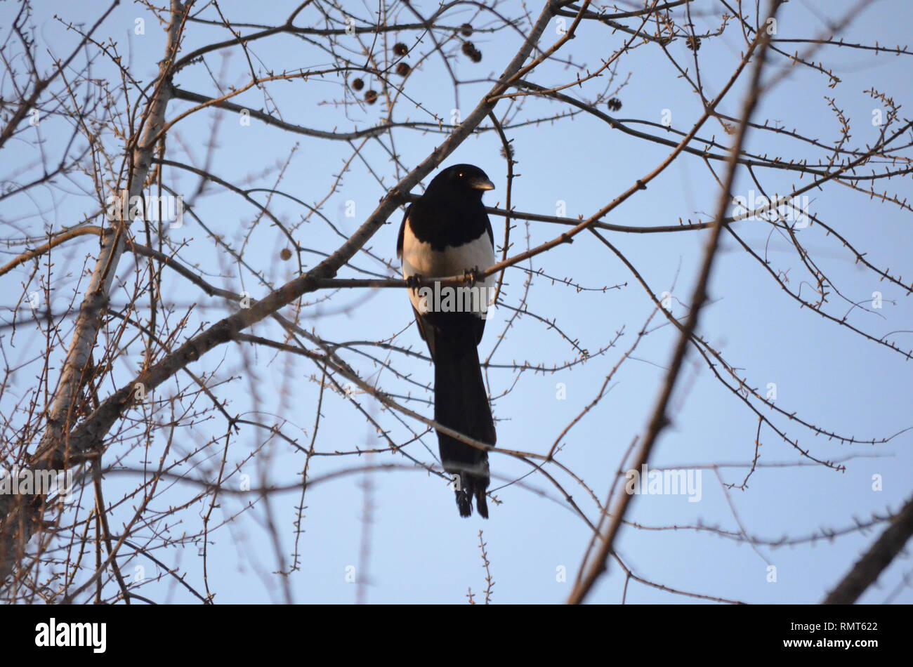 Pica pica bird hi-res stock photography and images - Alamy