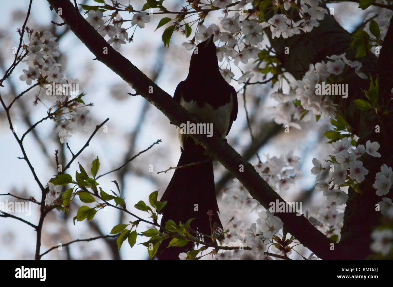 EURASIAN COMMON MAGPIE PICA PICA BIRD Stock Photo - Alamy