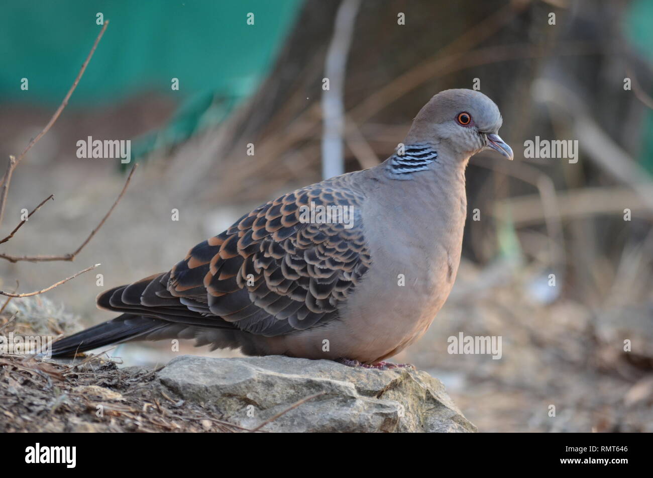 Spotted tail indian hi-res stock photography and images - Alamy