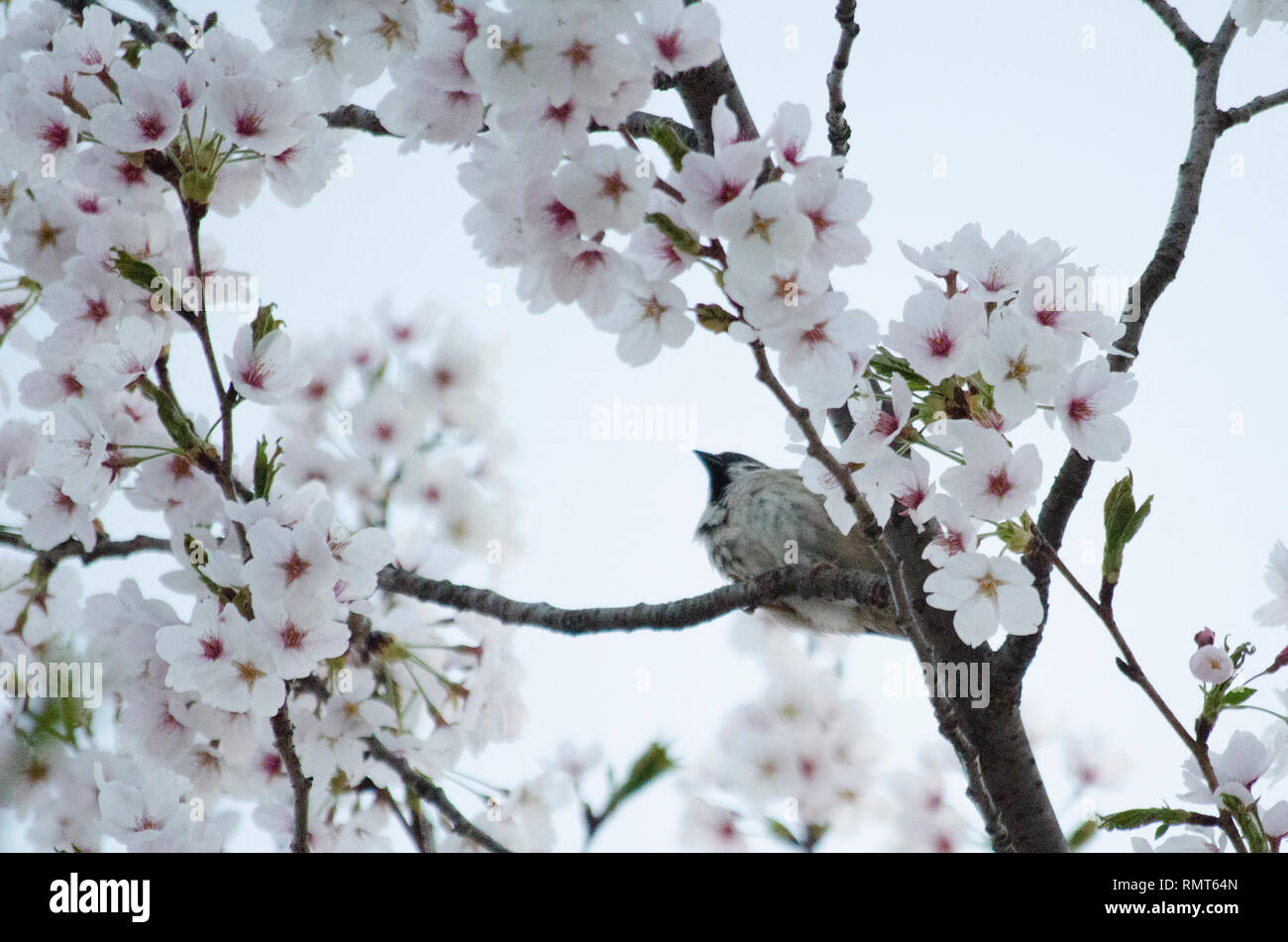 Bird cherry blossom hi-res stock photography and images - Alamy