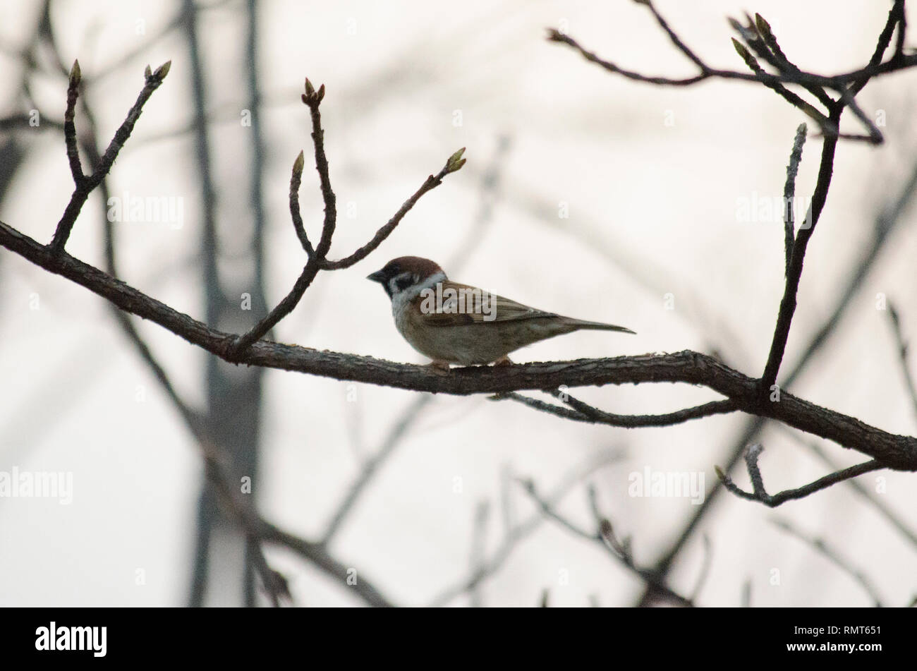 Italian birds hi-res stock photography and images - Alamy