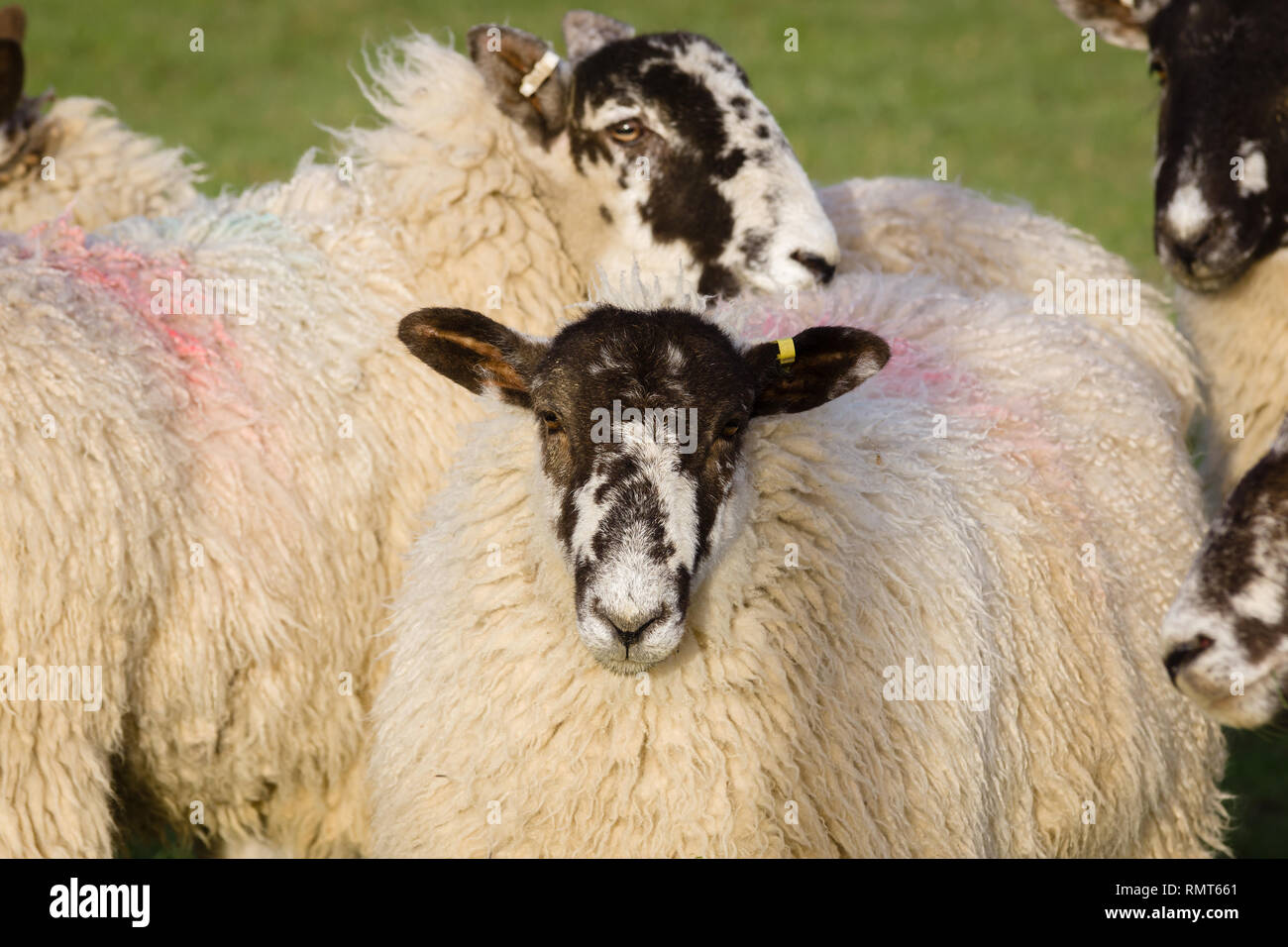 North of England or North Country Mule sheep cross bred between a ...