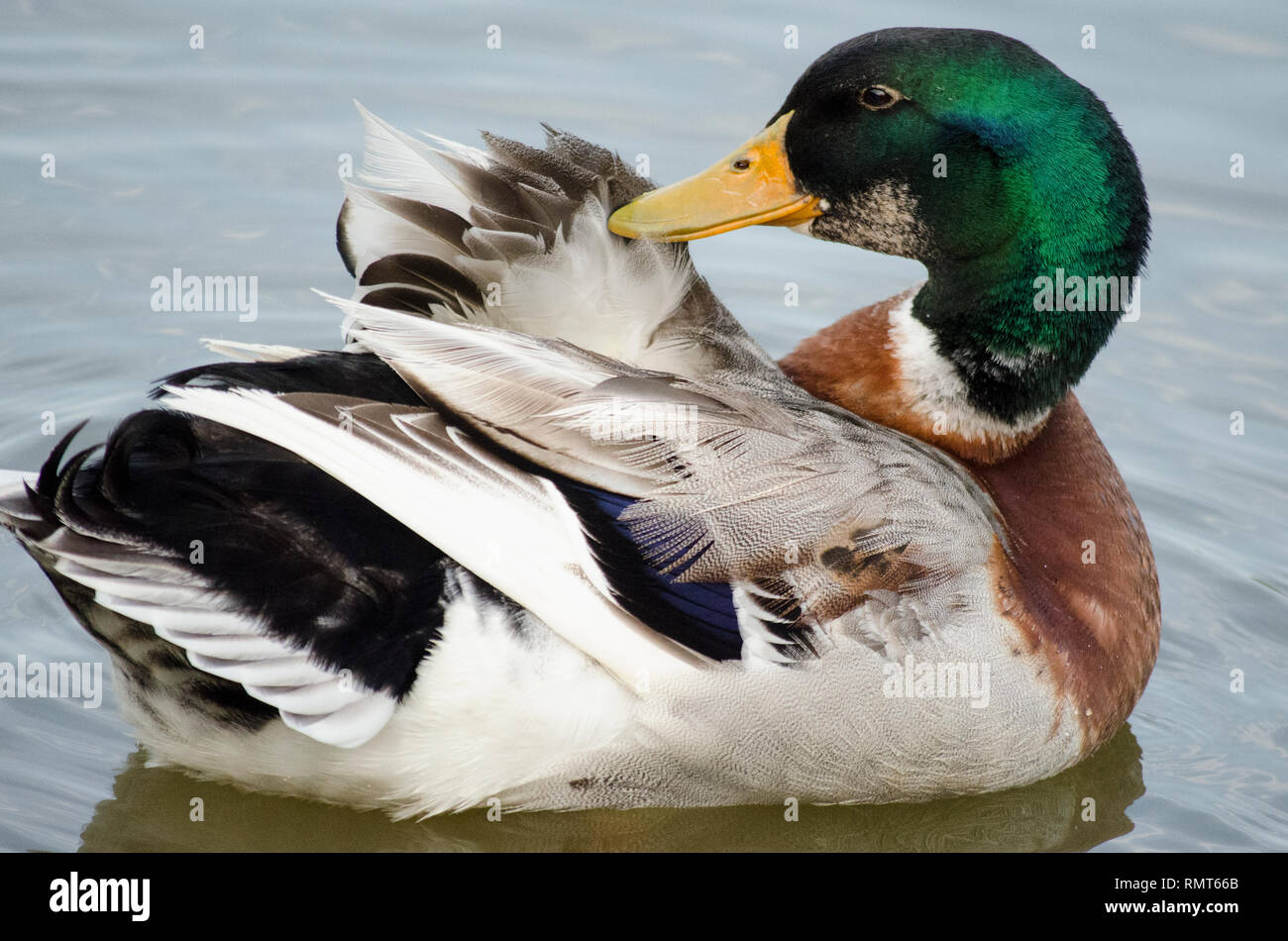 MALLARD DUCK GOOSE WITH GREEN HEAD AND YELLOW BEAK PREENING ITS ...