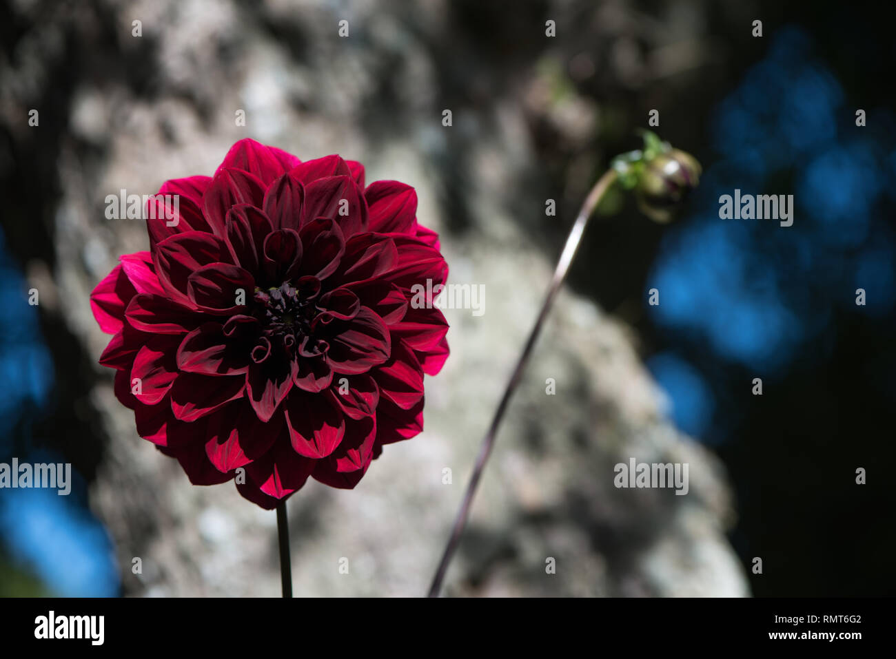 Dahlia deep red flower hi-res stock photography and images - Alamy