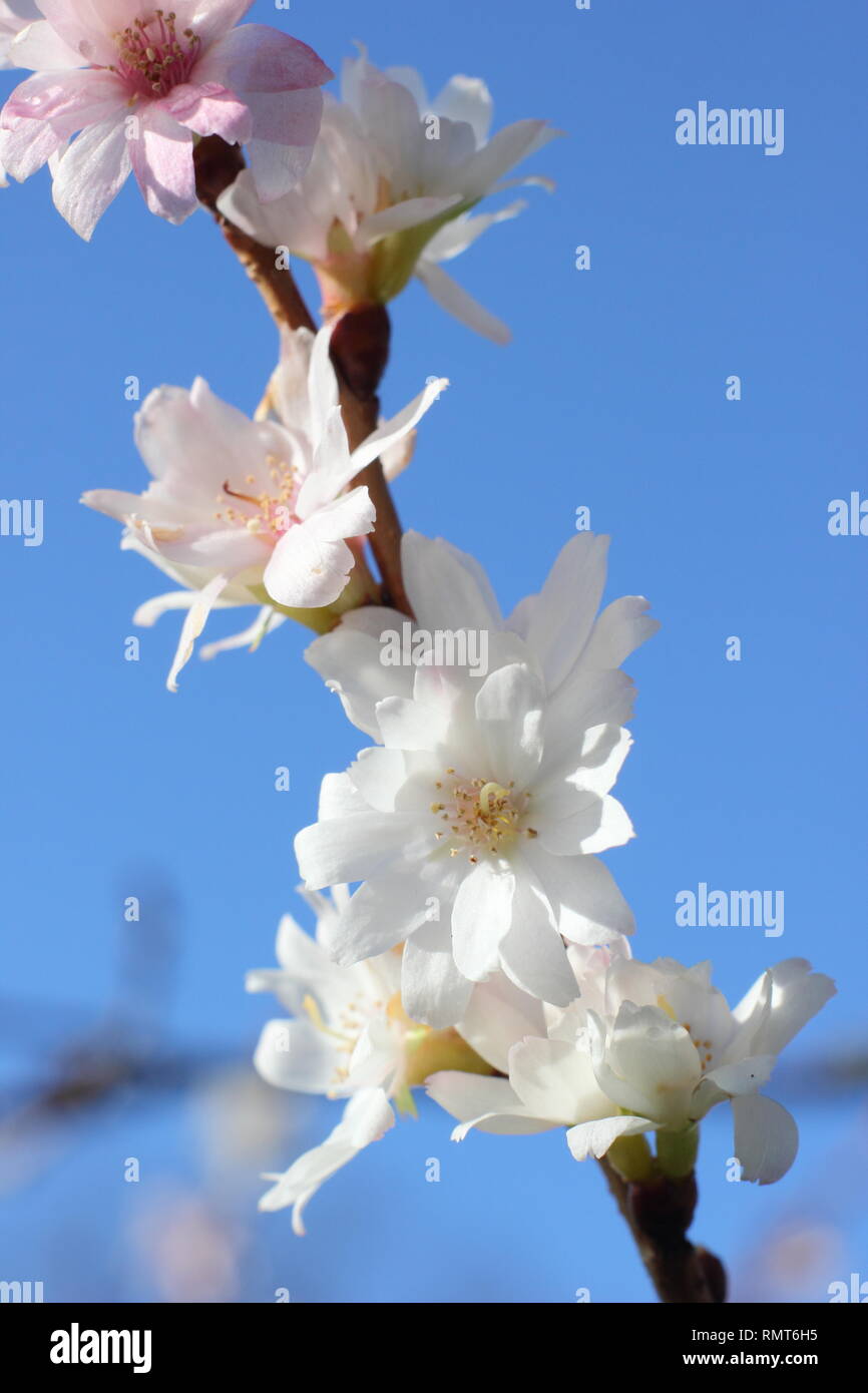Prunus × subhirtella 'Autumnalis'. Blooms of this winter flowering ...