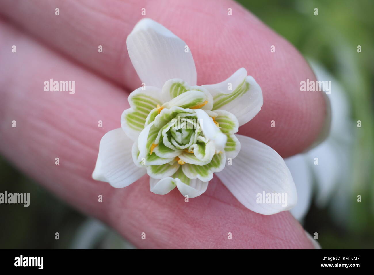 Galanthus nivalis f. pleniflorus 'Flore Pleno'. Double blooms of 'Flore ...