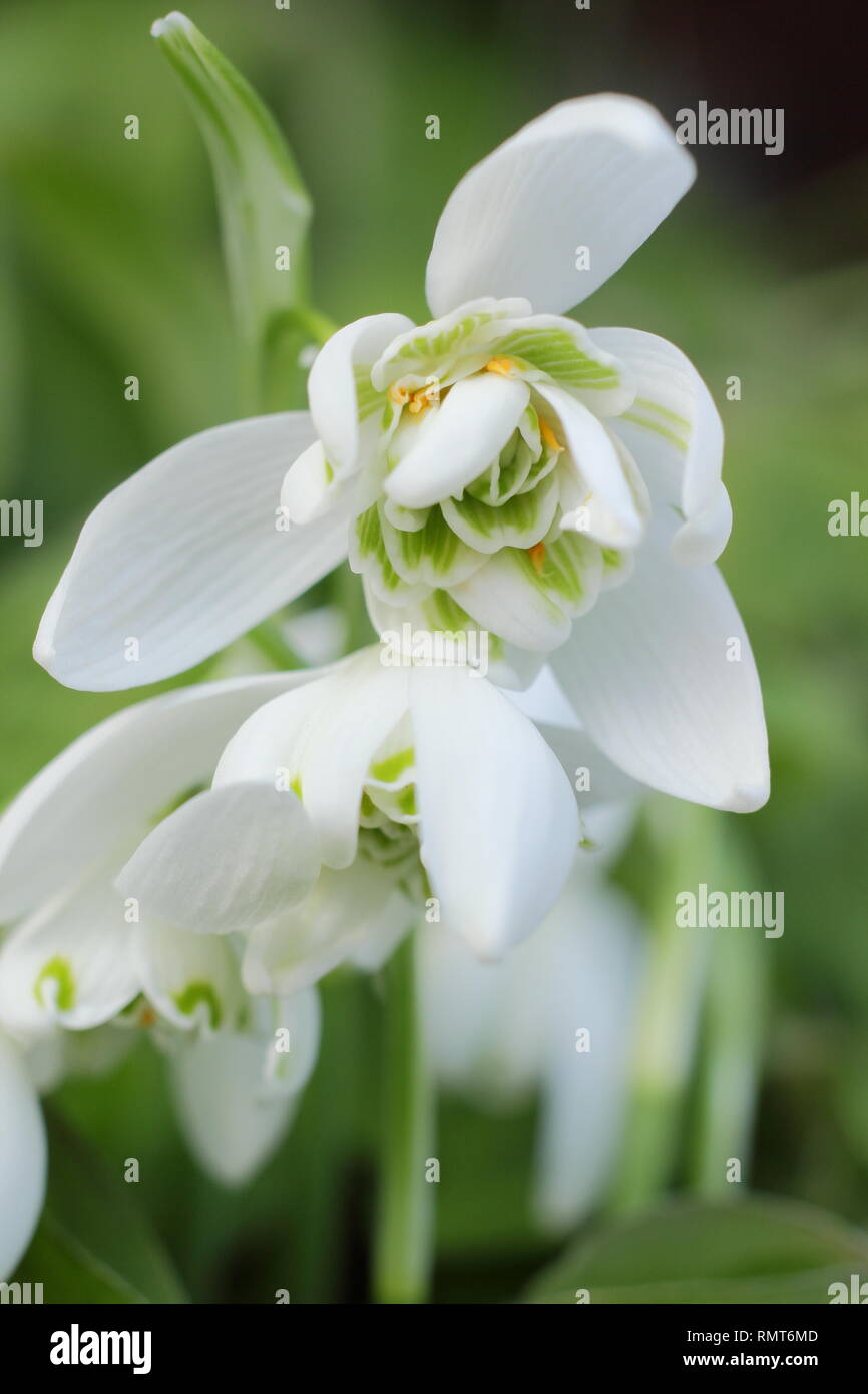 Galanthus nivalis f. pleniflorus 'Flore Pleno'. Double blooms of 'Flore ...