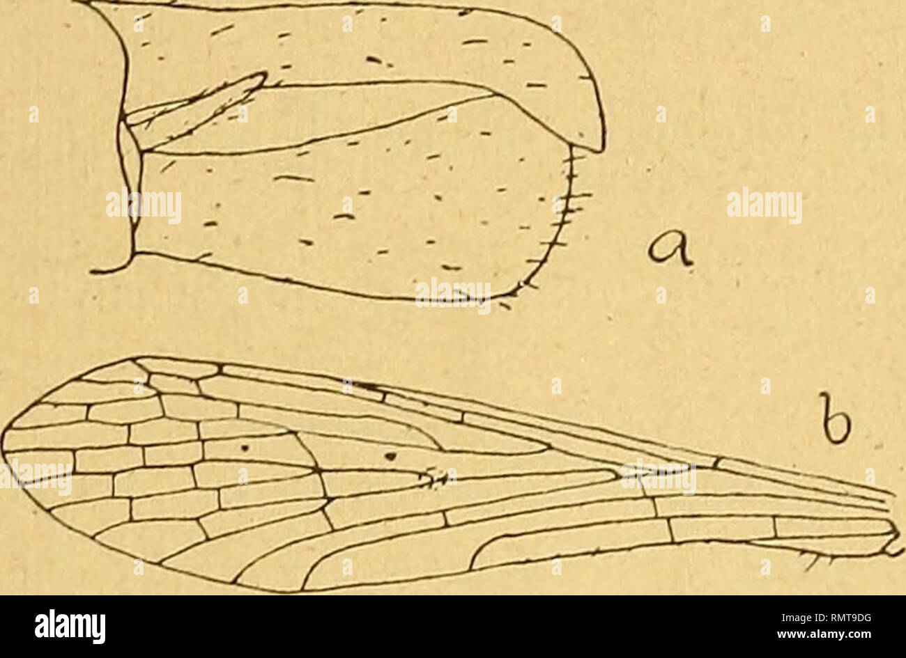 Lamina fusca hi-res stock photography and images - Alamy