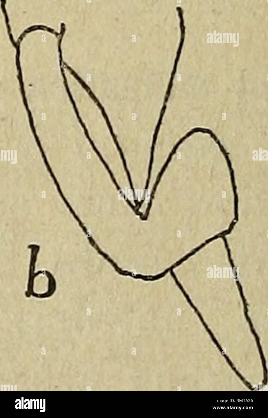 Famiglia doria hi-res stock photography and images - Alamy