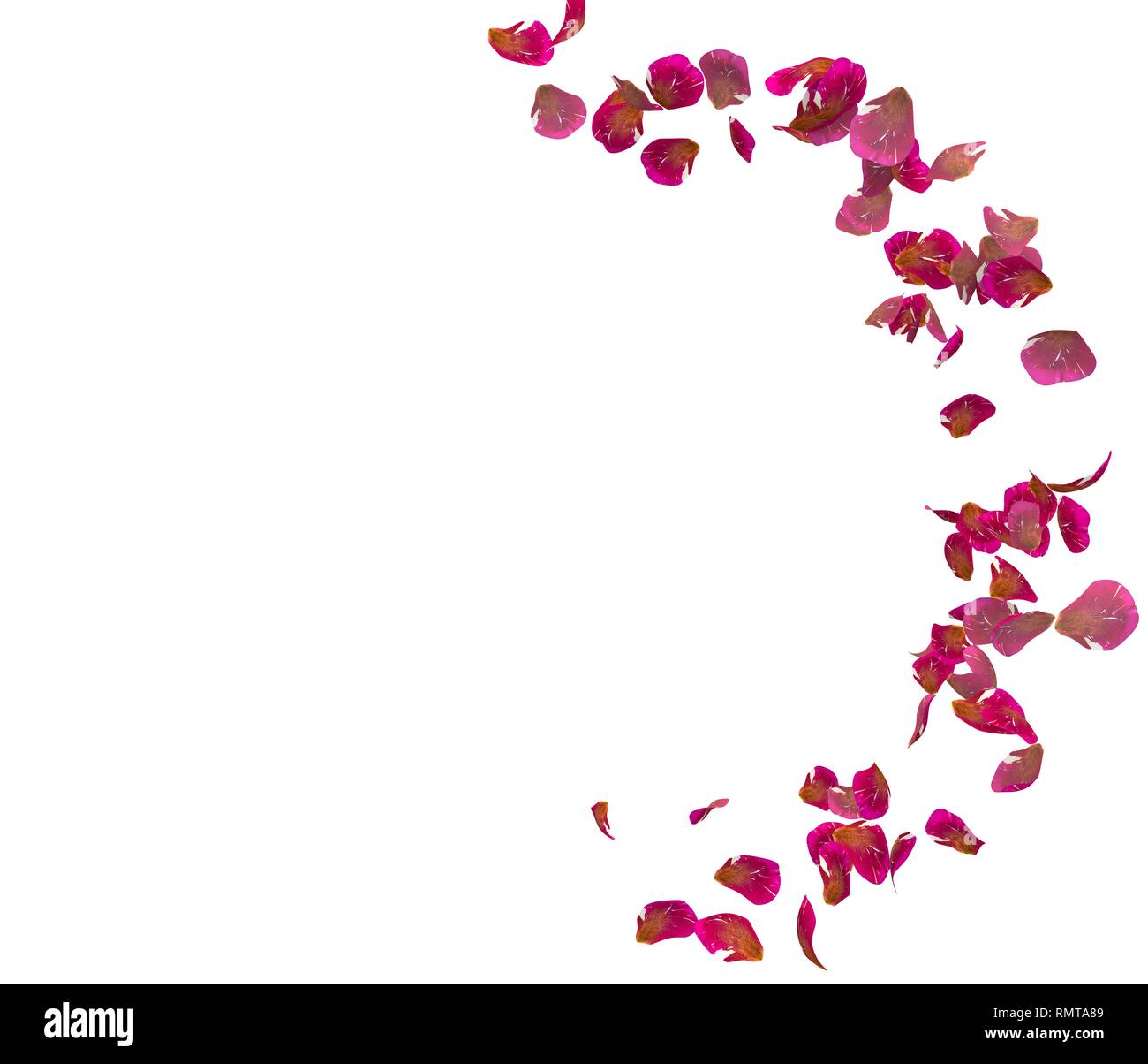 Red rose petals fly in a circle. The center free space for Your photos ...