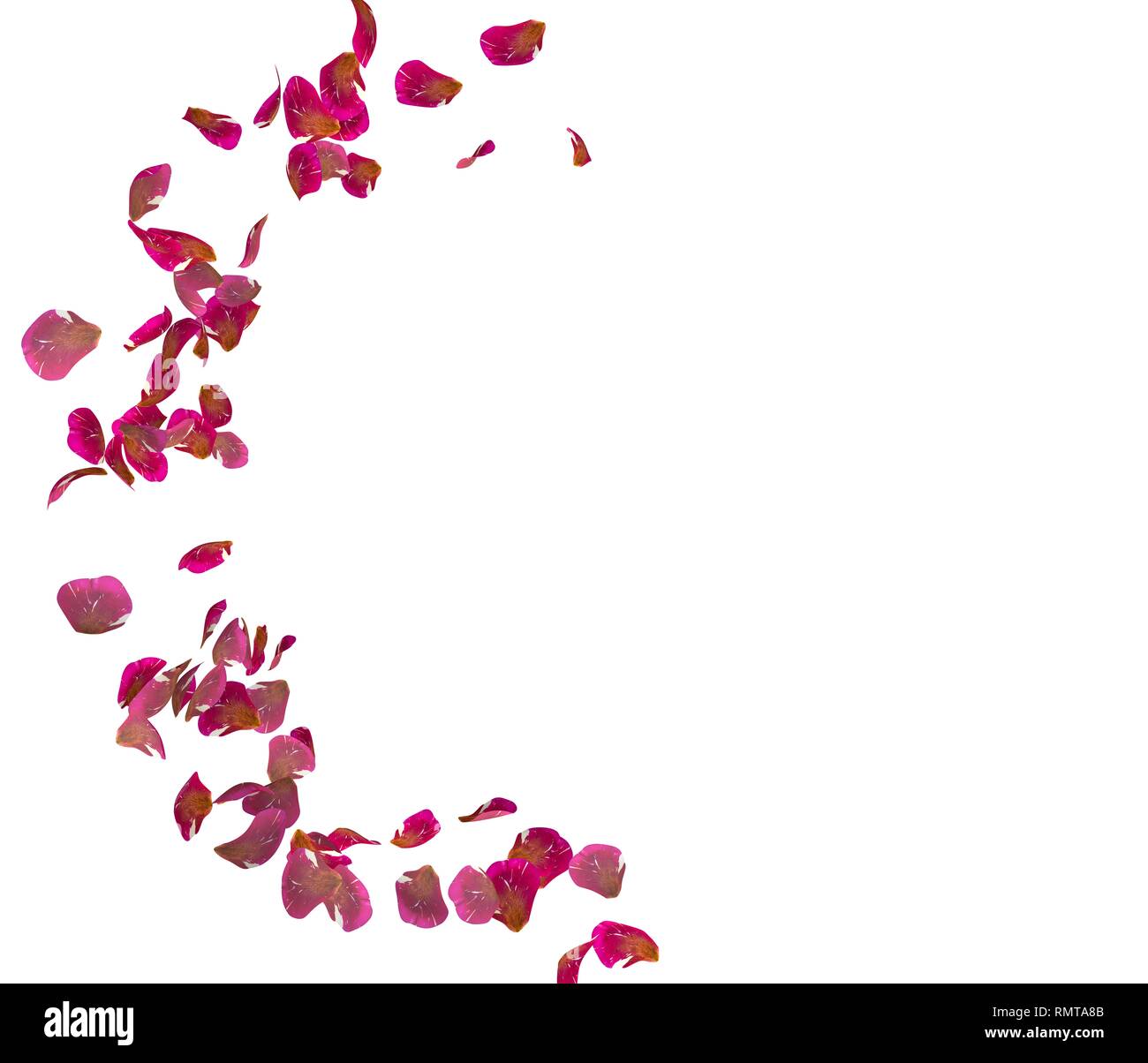 Red rose petals fly in a circle. The center free space for Your photos ...