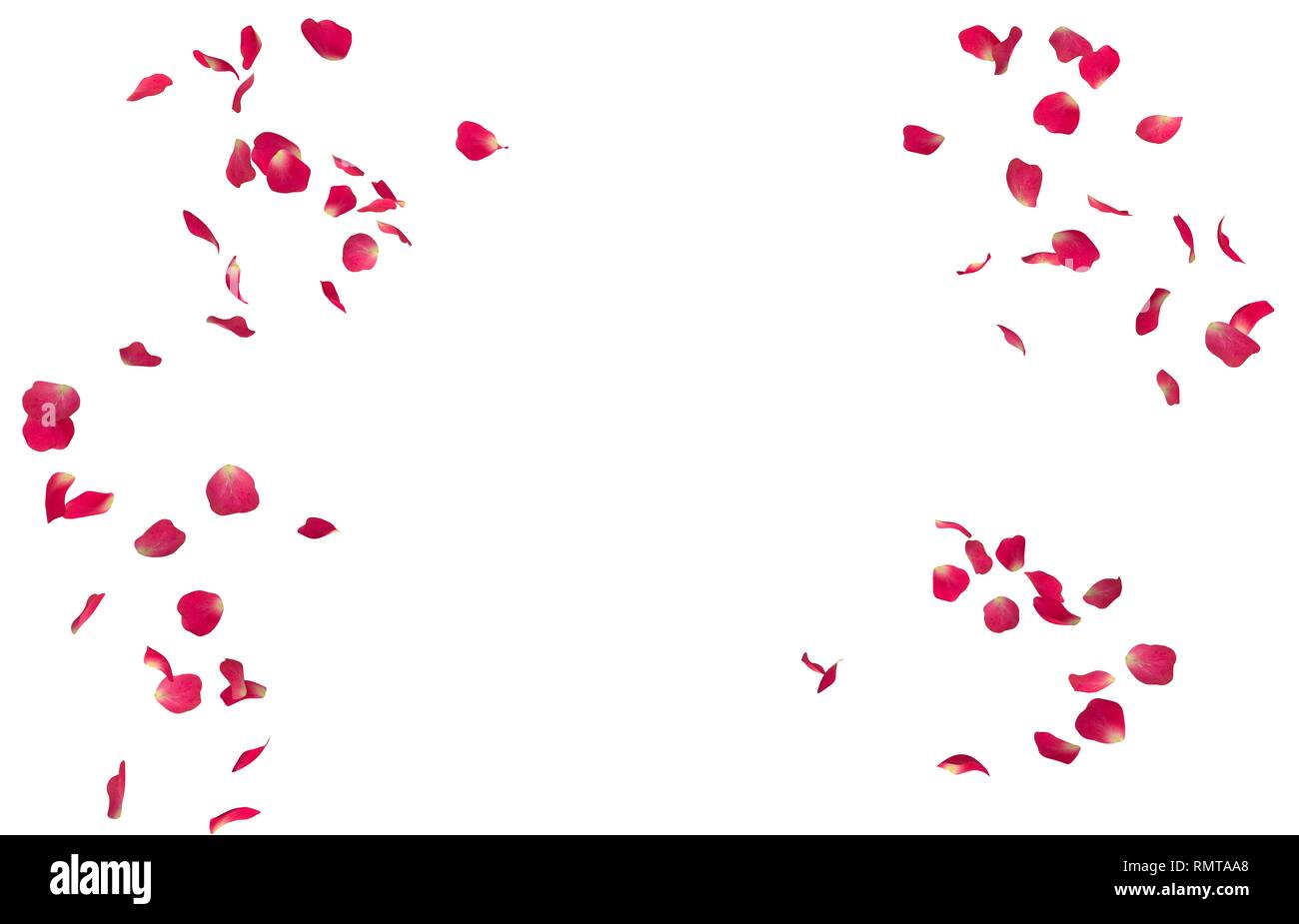 Red rose petals fly in a circle. The center free space for Your photos ...