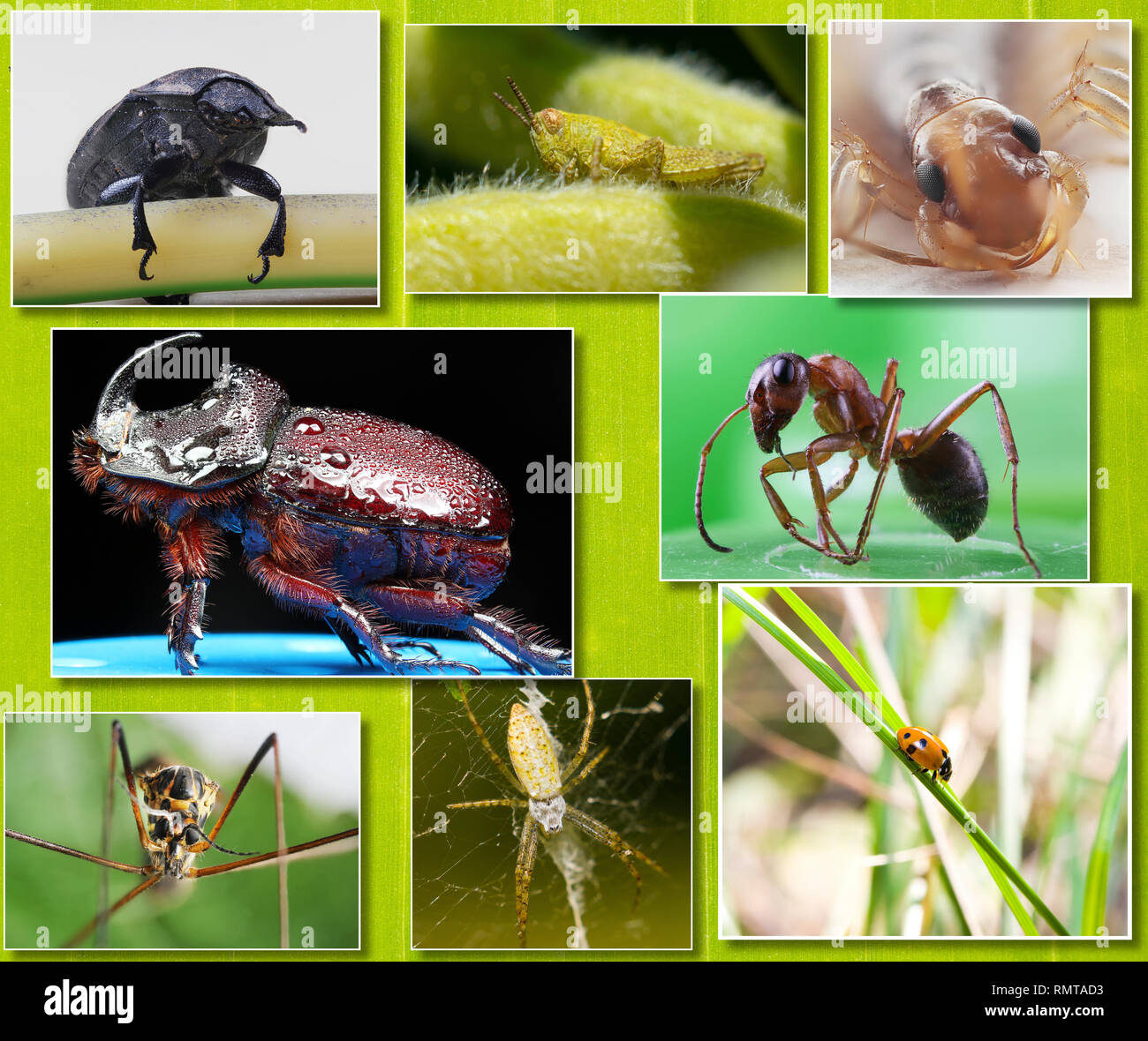 Collage of macro photos of insects on the background of tropical green ...