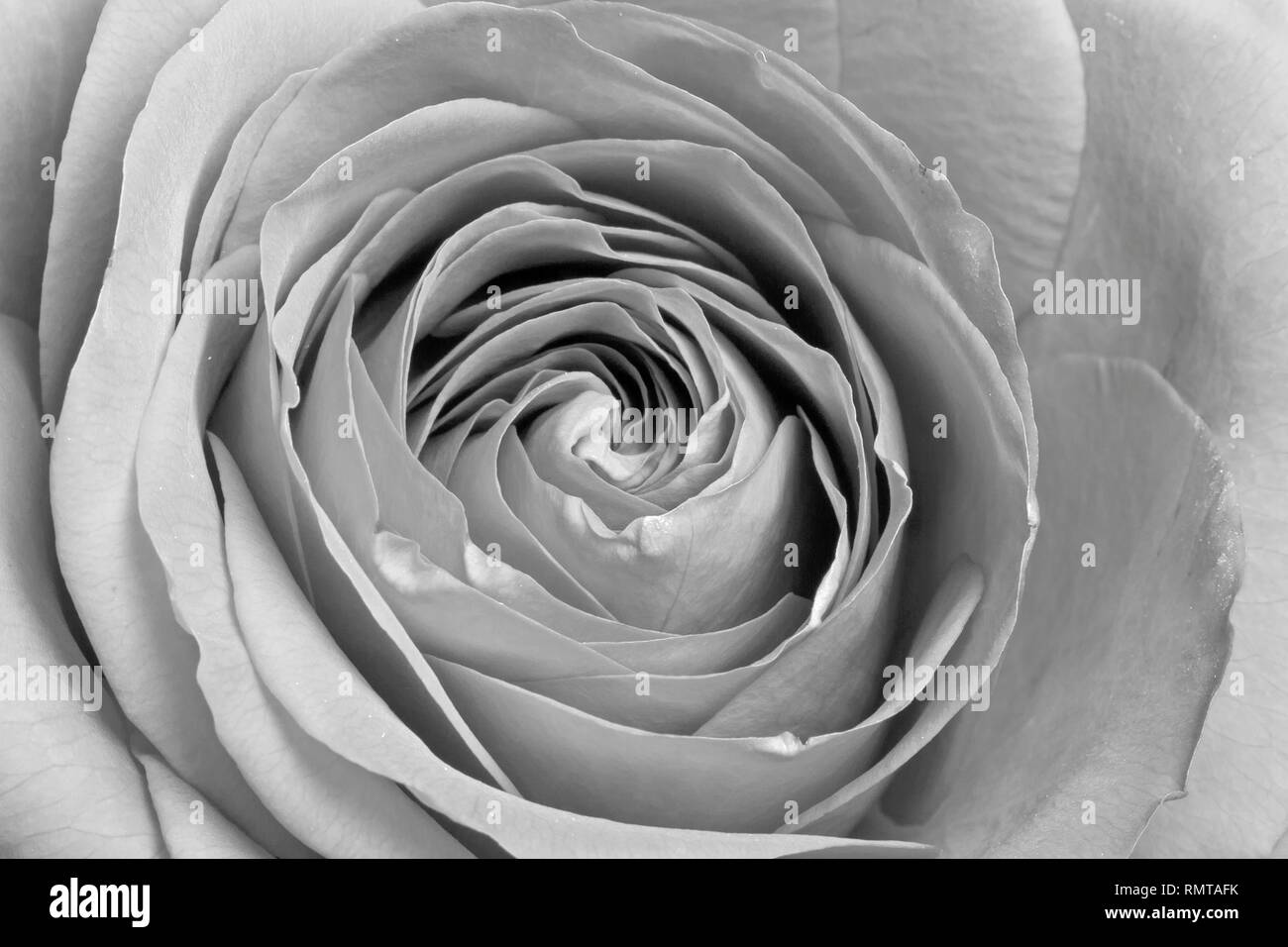 Black and white rose background in macro scale Stock Photo - Alamy