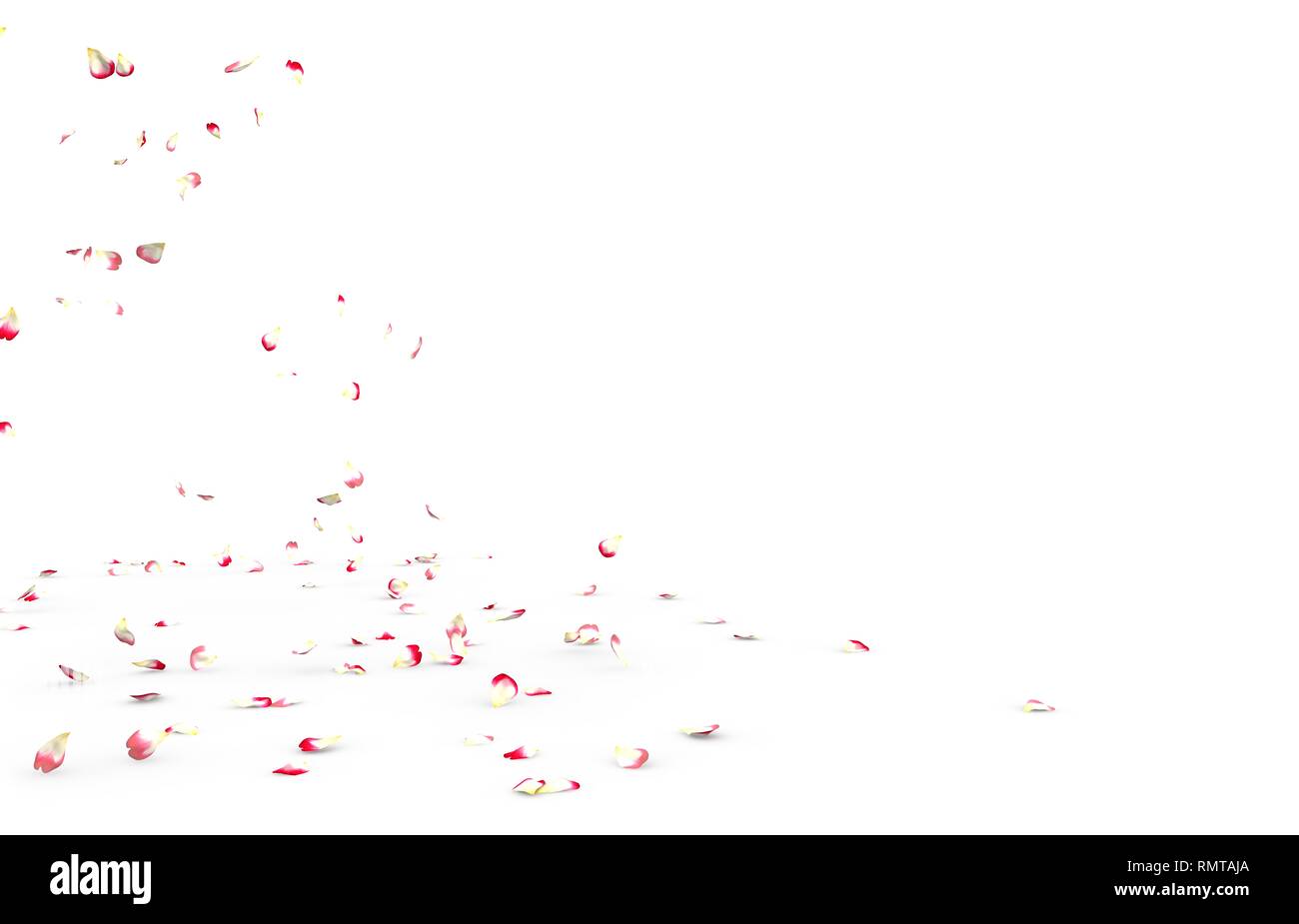 Small rose petals fly and fall to the floor. Isolated white background ...