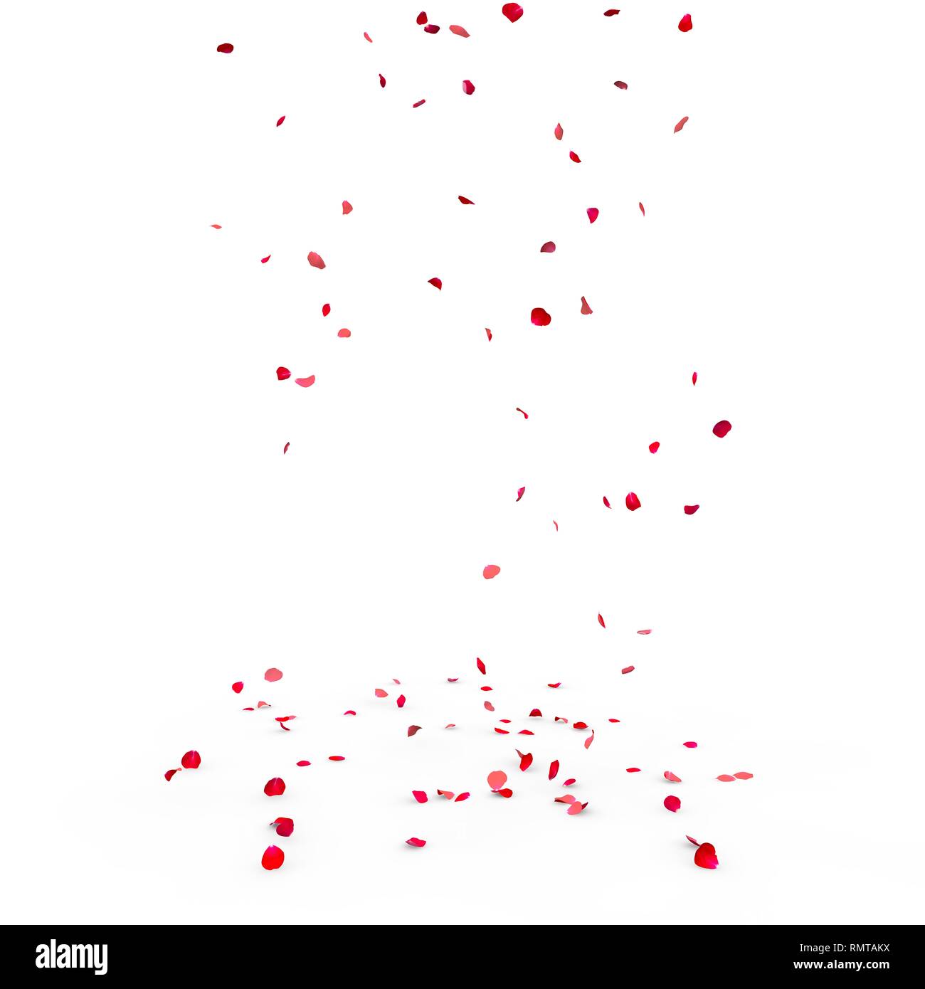 Small rose petals fly and fall to the floor. Isolated white background ...
