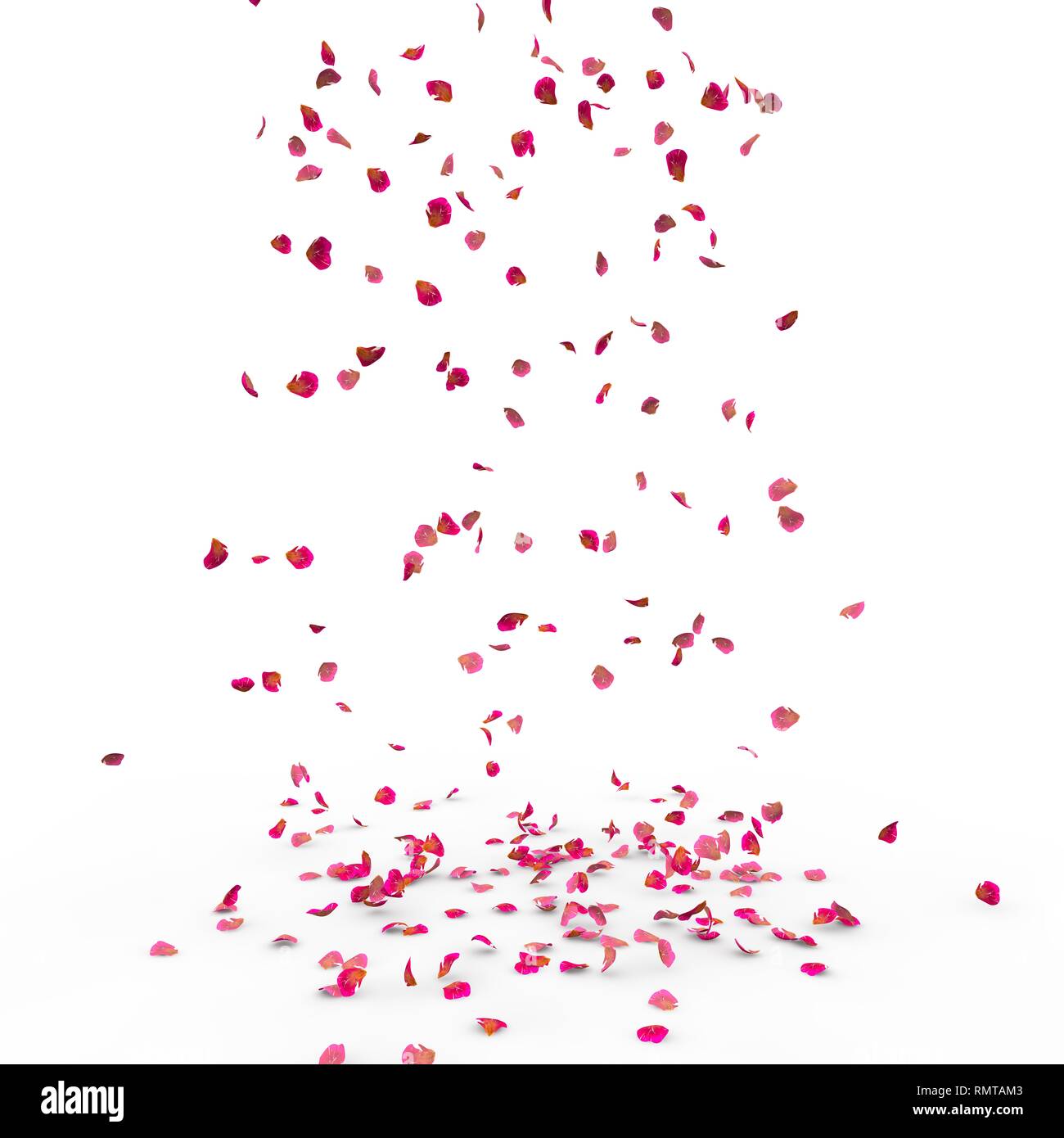 Small rose petals fly and fall to the floor. Isolated white background ...