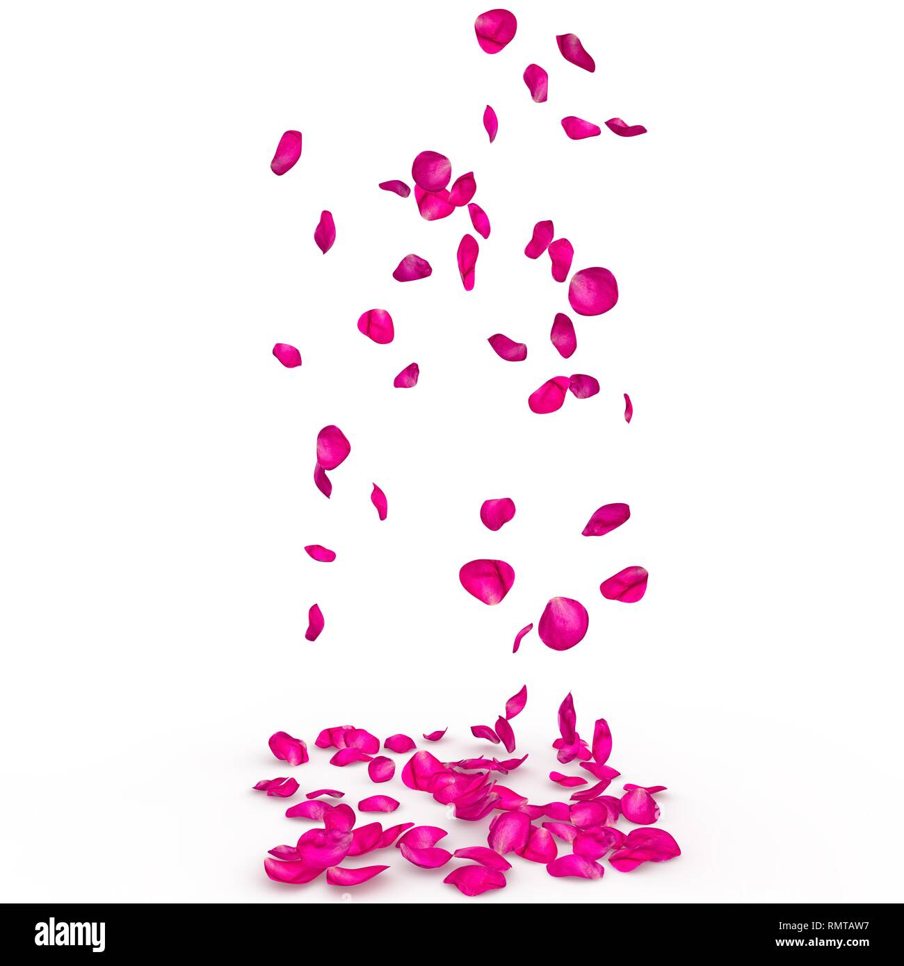 Purple rose petals fall beautifully on the floor. Isolated white ...