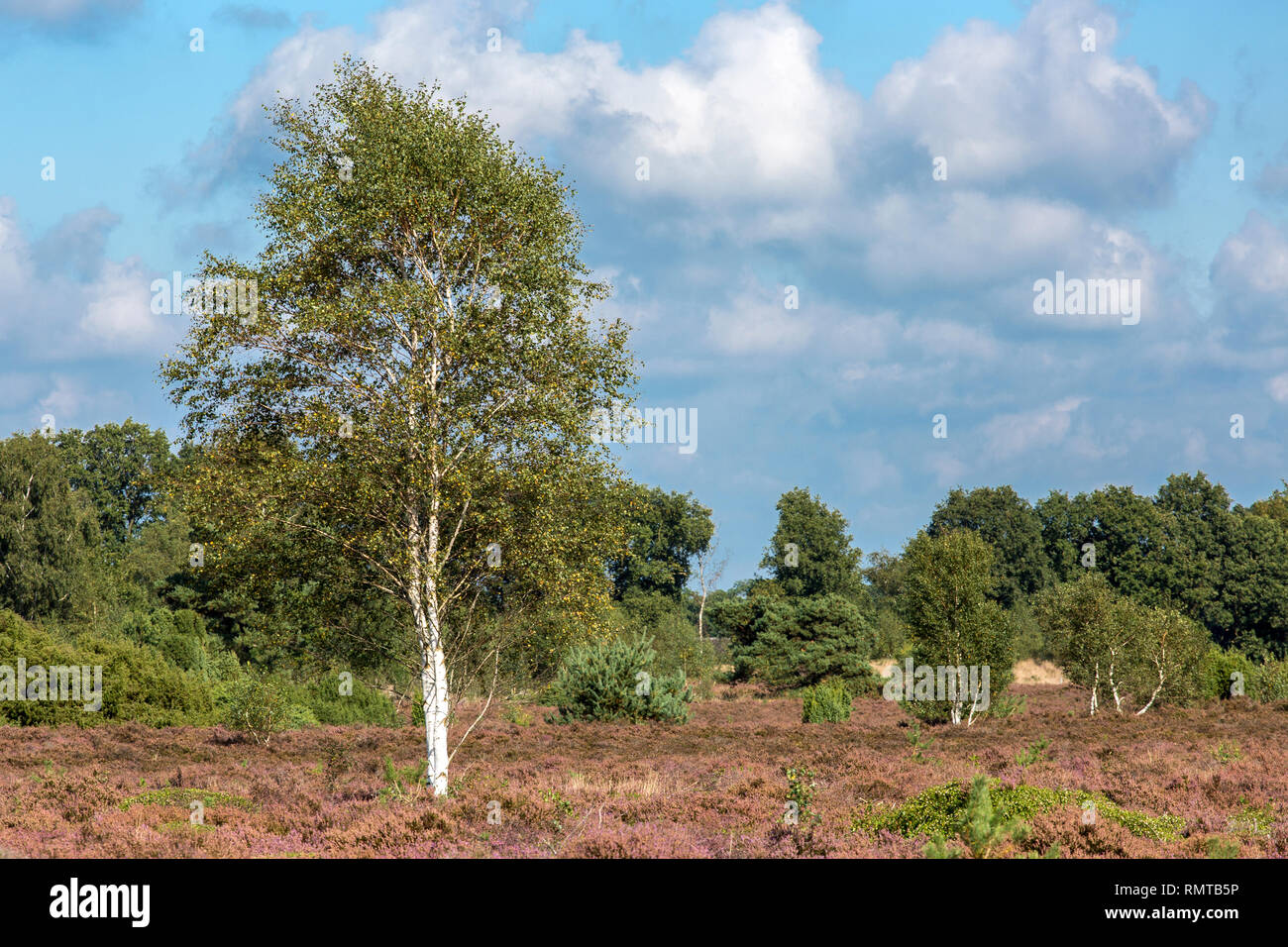Birch tree catching sunlight in a big field of heath with forest behind ...