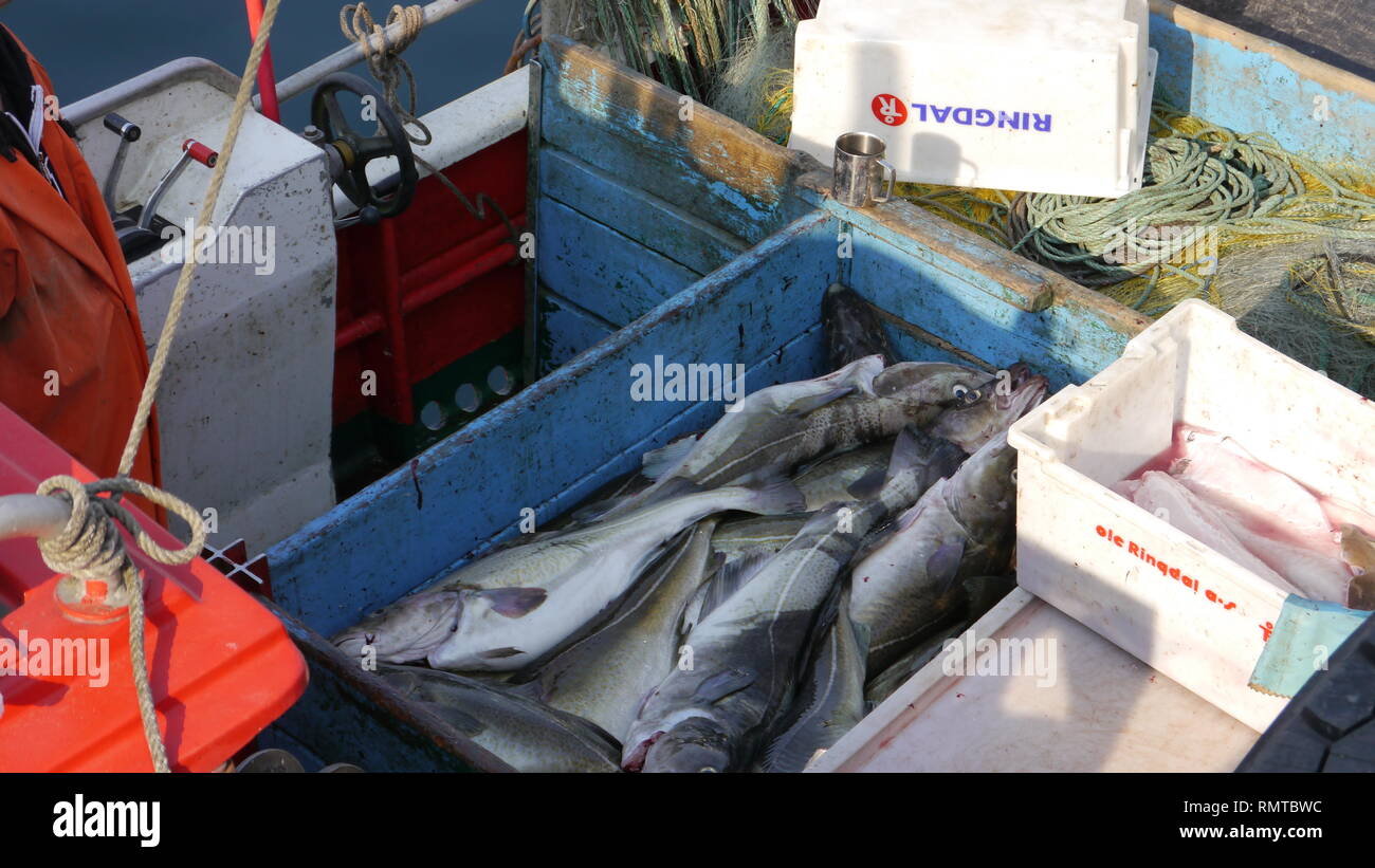Fresh fish in crates on fishing boar, Norway Stock Photo - Alamy