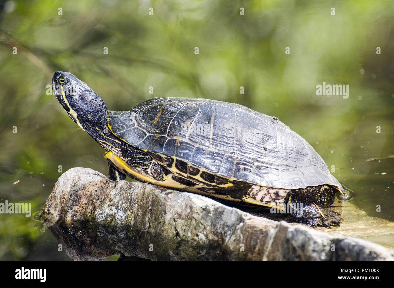 Red eared slider turtle hi-res stock photography and images - Alamy