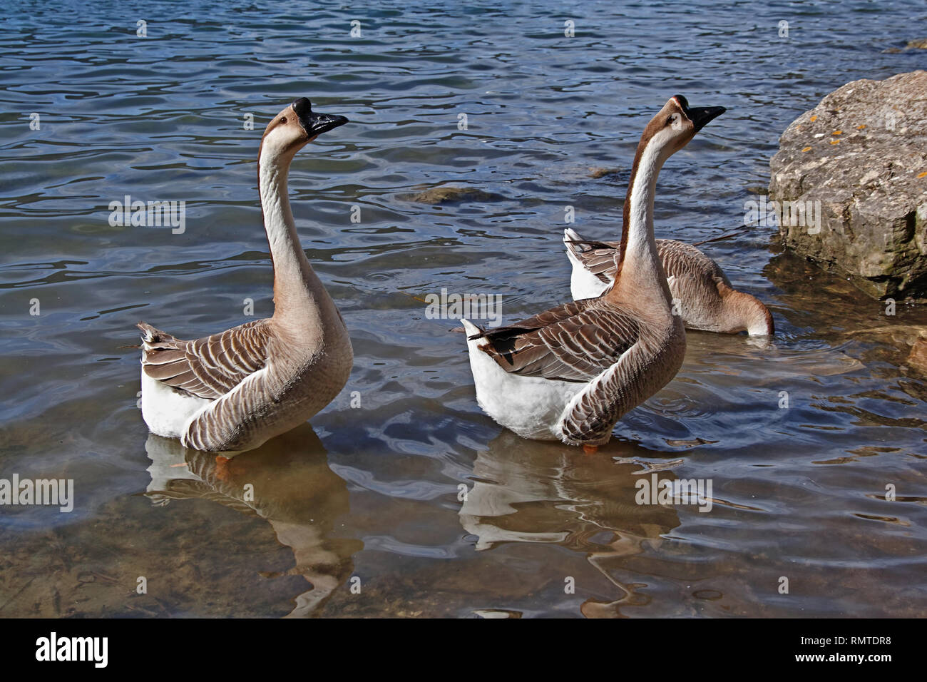 two specimen of chinese goose in a little lake Stock Photo - Alamy
