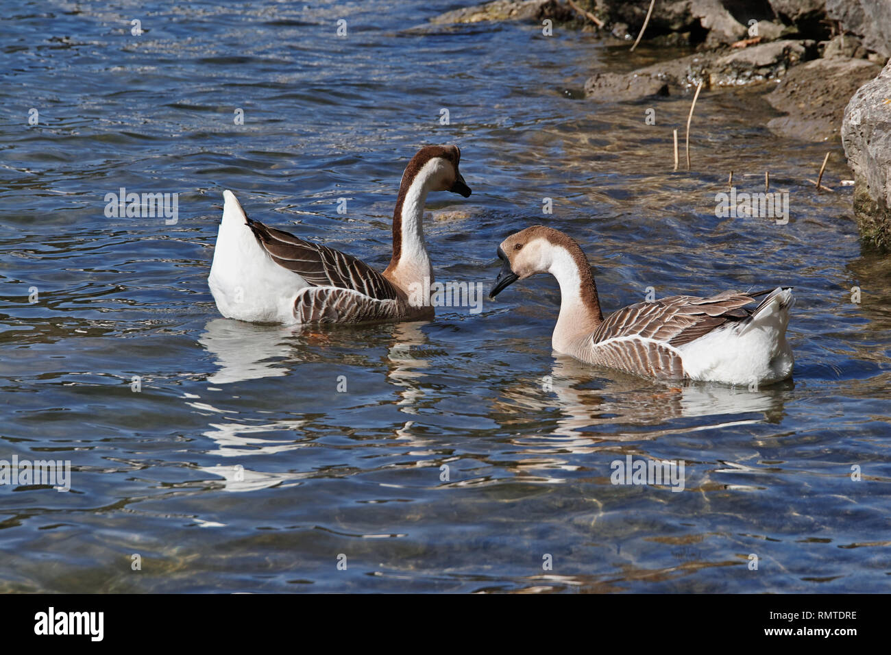 Chinese geese hi-res stock photography and images - Alamy
