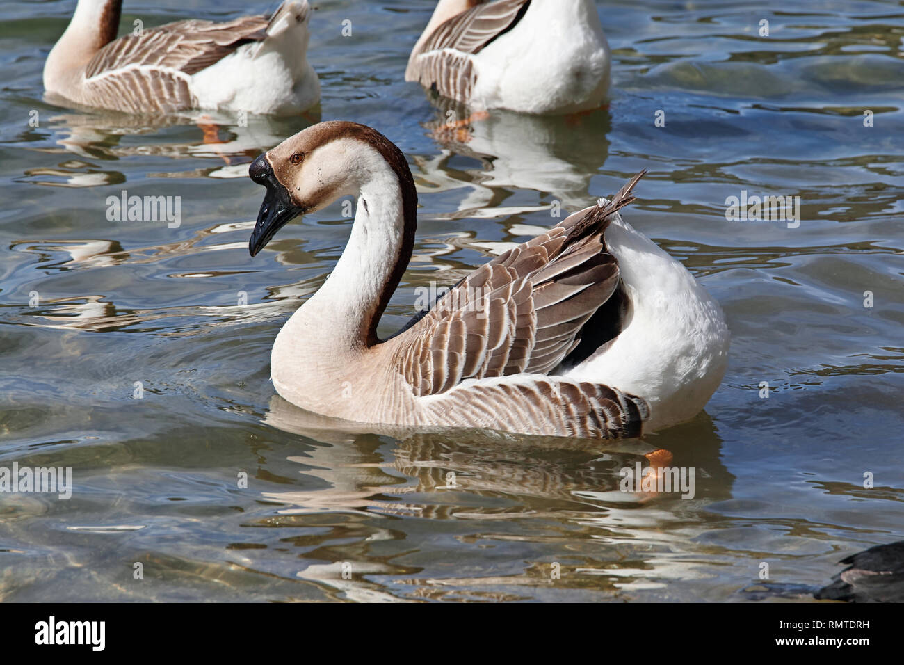 specimen of chinese goose in a lake Stock Photo - Alamy