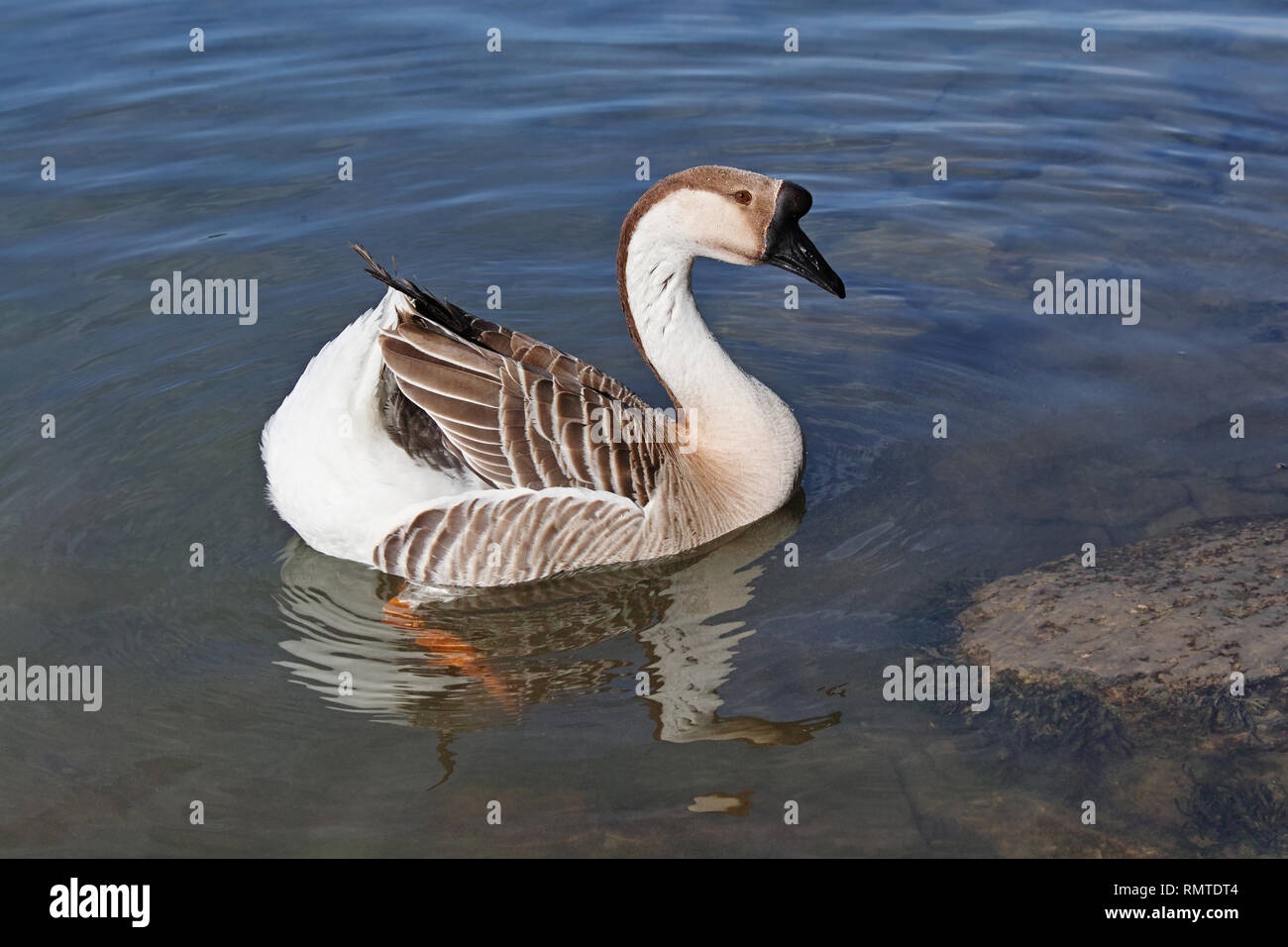 Long neck goose hi-res stock photography and images - Alamy