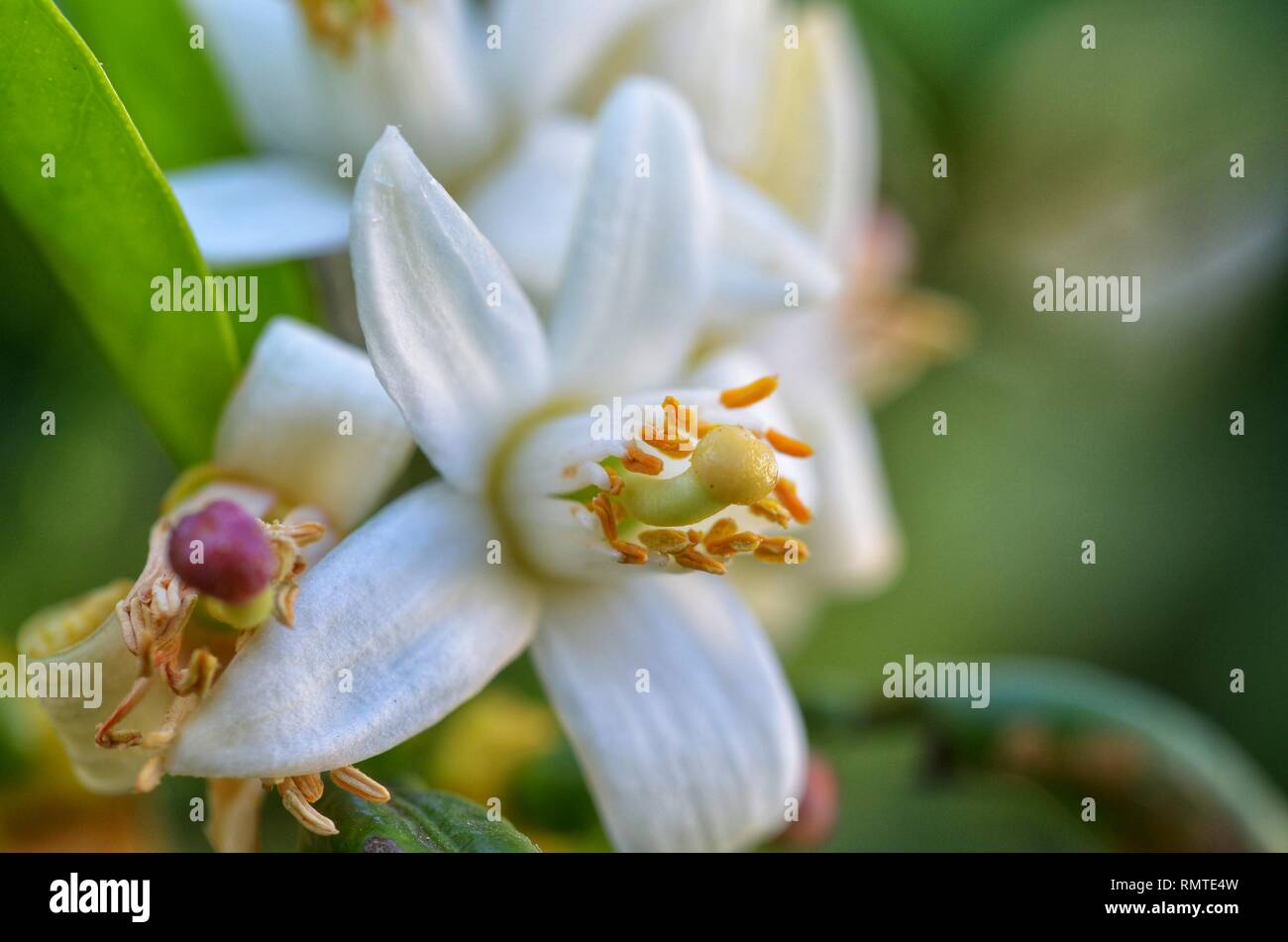Citrus flower hi-res stock photography and images - Alamy