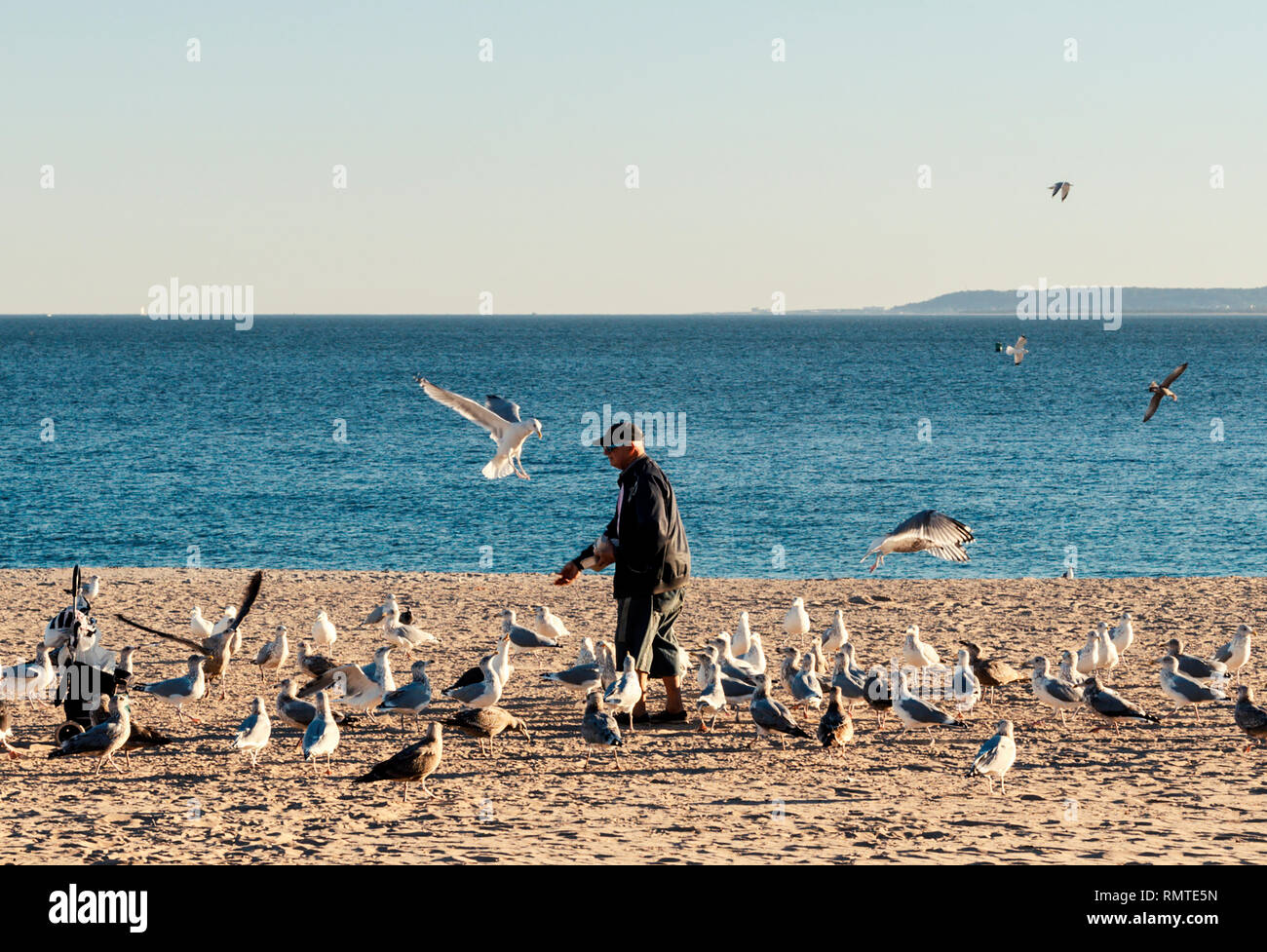 Old man feeding seagulls at the beach with 3 zone composition Stock ...