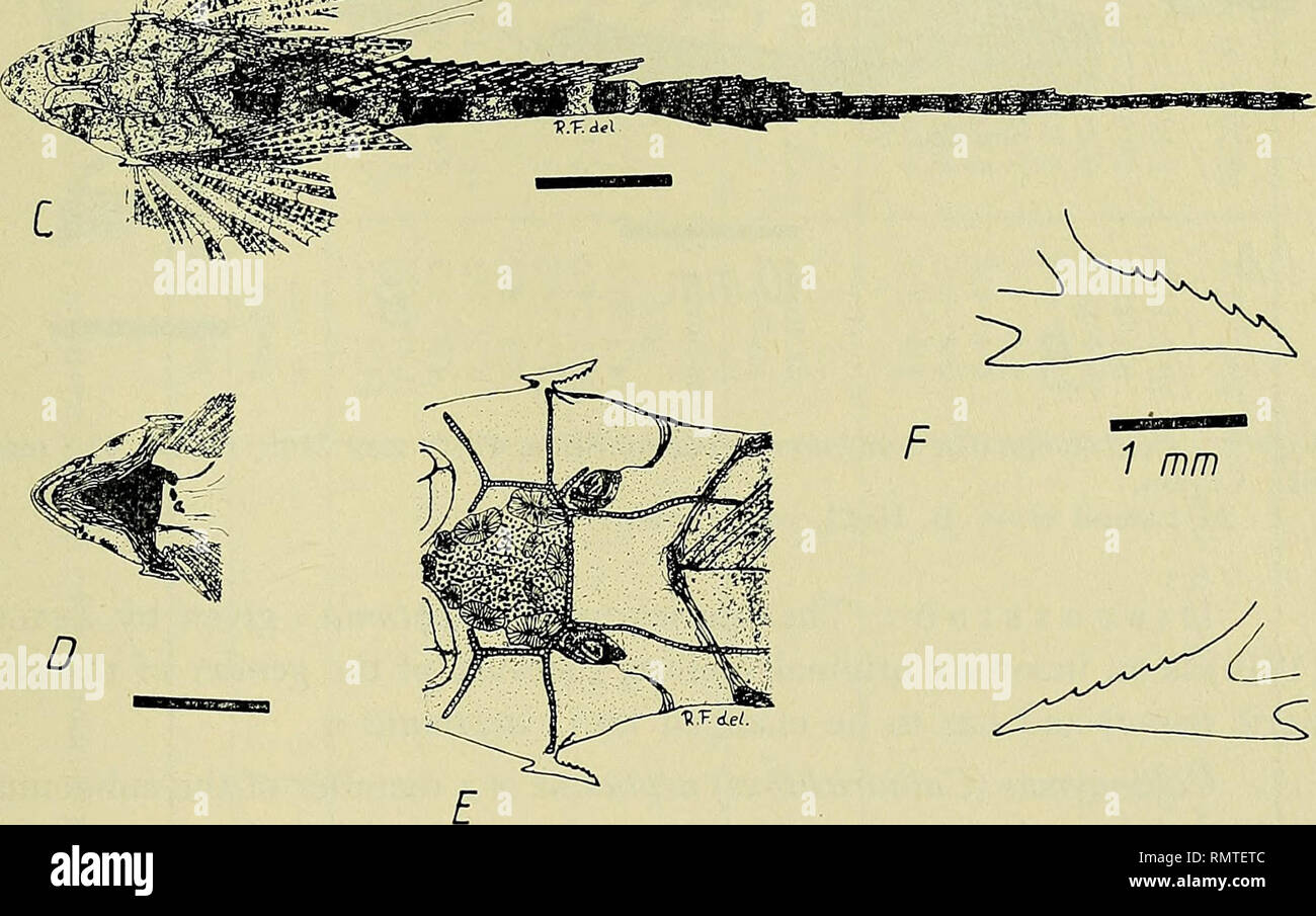 Preopercular spine hi-res stock photography and images - Alamy