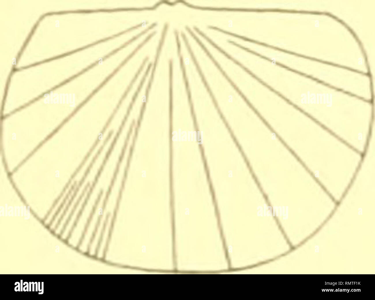 Succeeding shells hi-res stock photography and images - Alamy