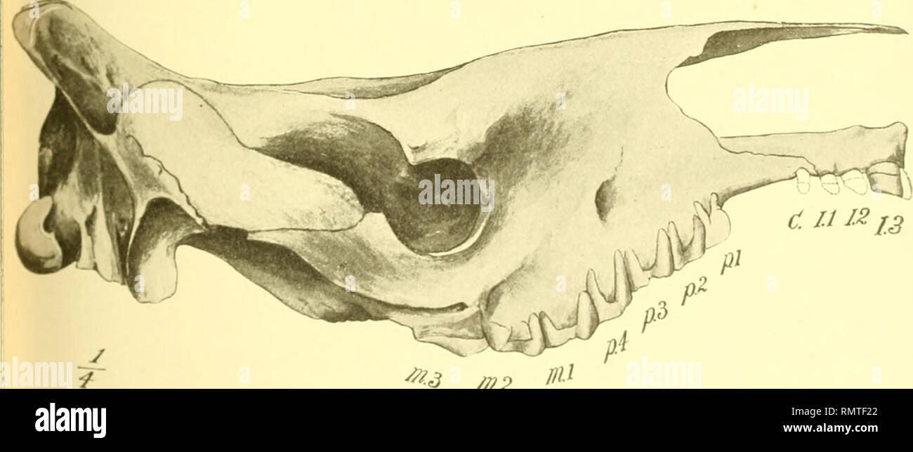 Trigonias hi-res stock photography and images - Alamy