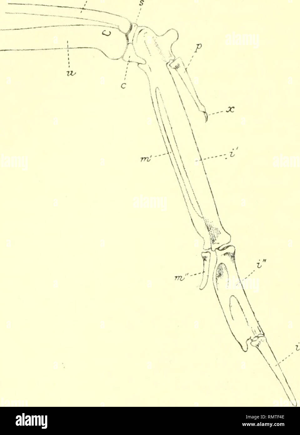 Right ulna bone hi-res stock photography and images - Alamy