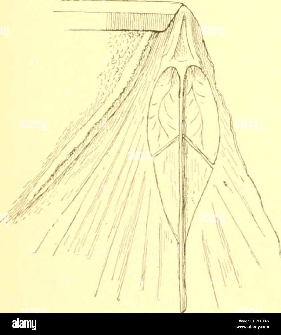 . Annals of the Carnegie Museum. Carnegie Museum; Carnegie Museum of ...