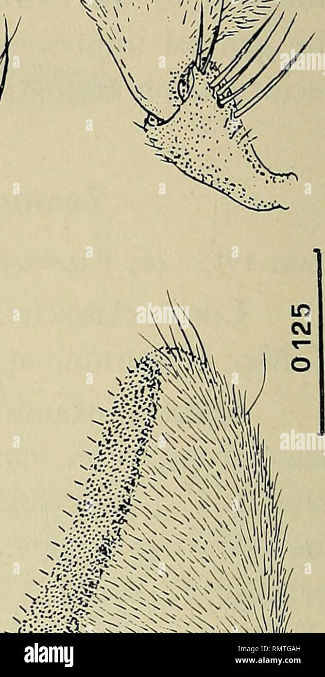 Maxillary galea hi-res stock photography and images - Alamy