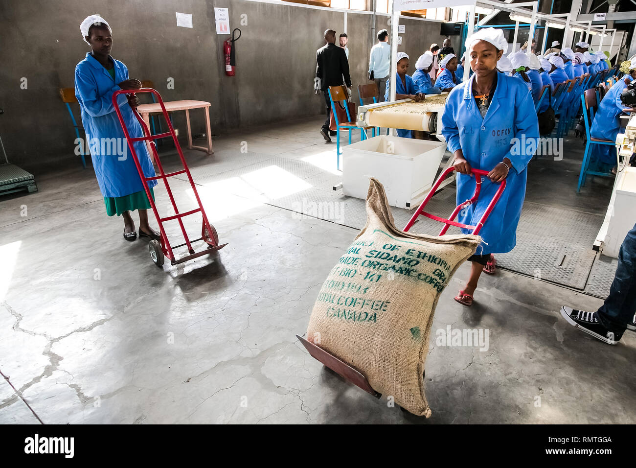 Addis Ababa, Ethiopia - January 30 2014: Raw Coffee Bean sorting and ...