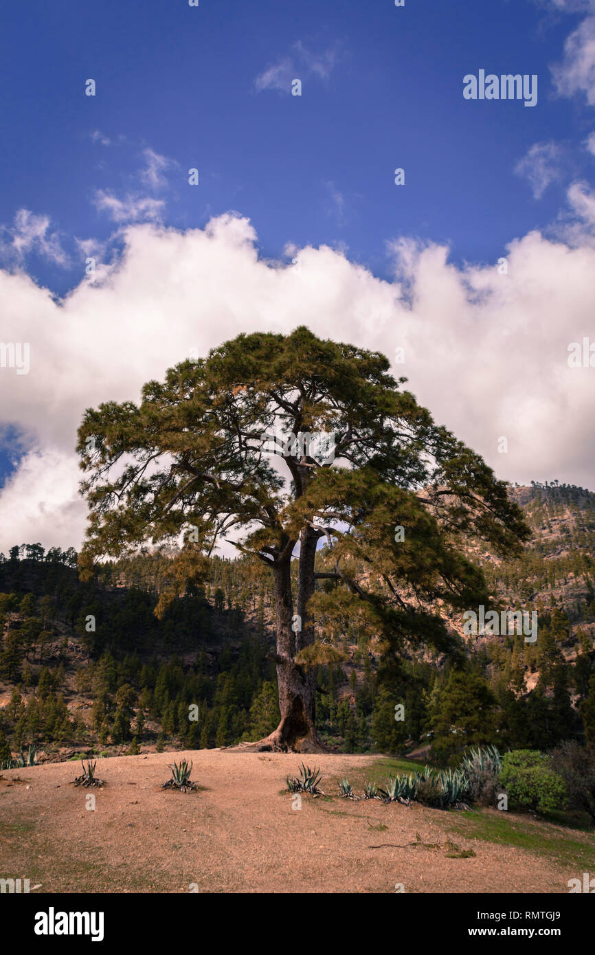 Cassandras hi-res stock photography and images - Alamy