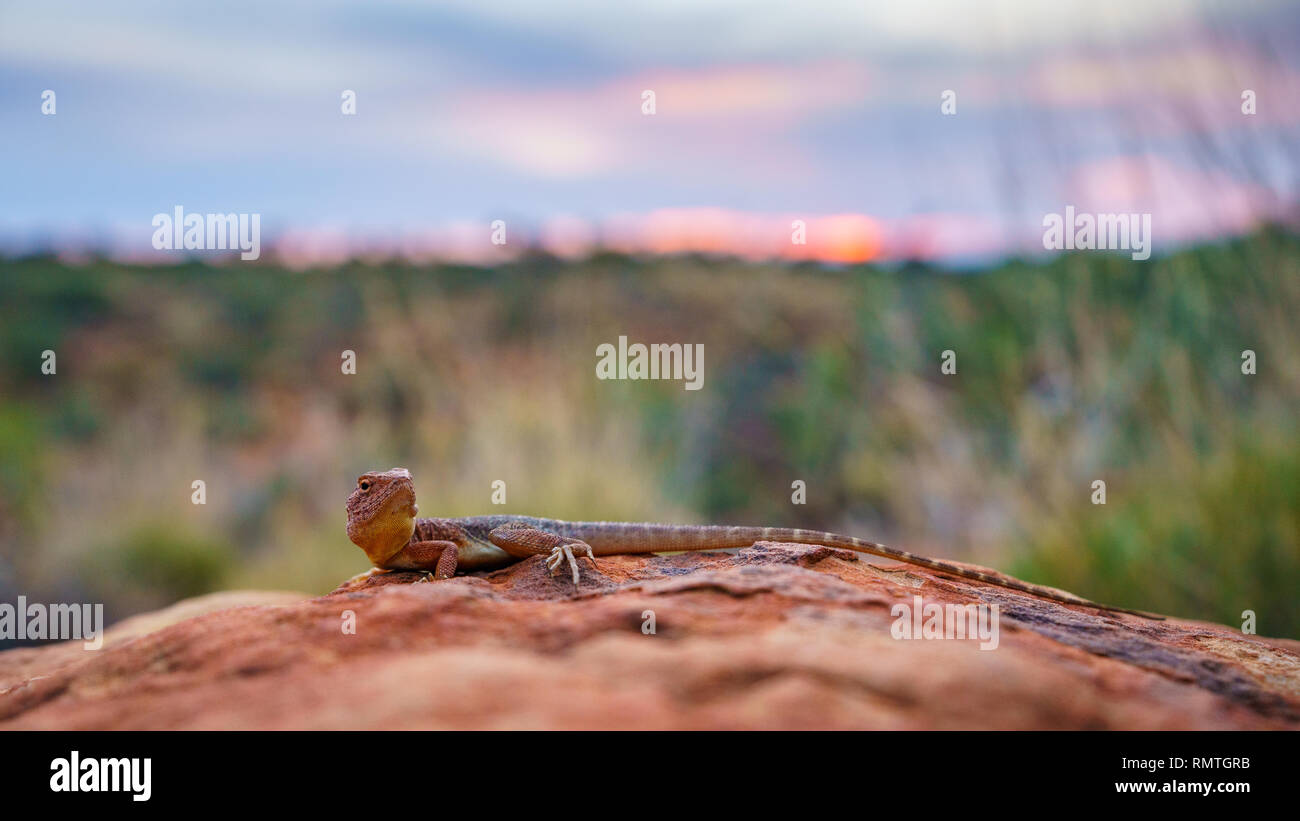 portrait of a lizard in the sunset of kings canyon, northern territory ...