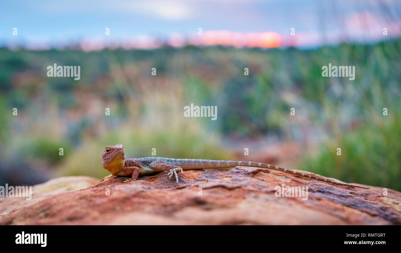 portrait of a lizard in the sunset of kings canyon, northern territory ...