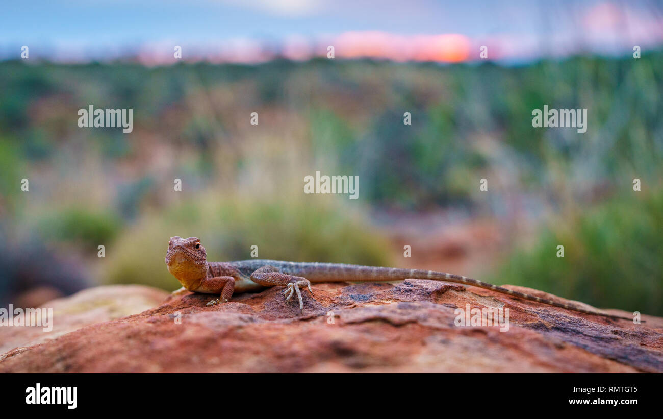 portrait of a lizard in the sunset of kings canyon, northern territory ...